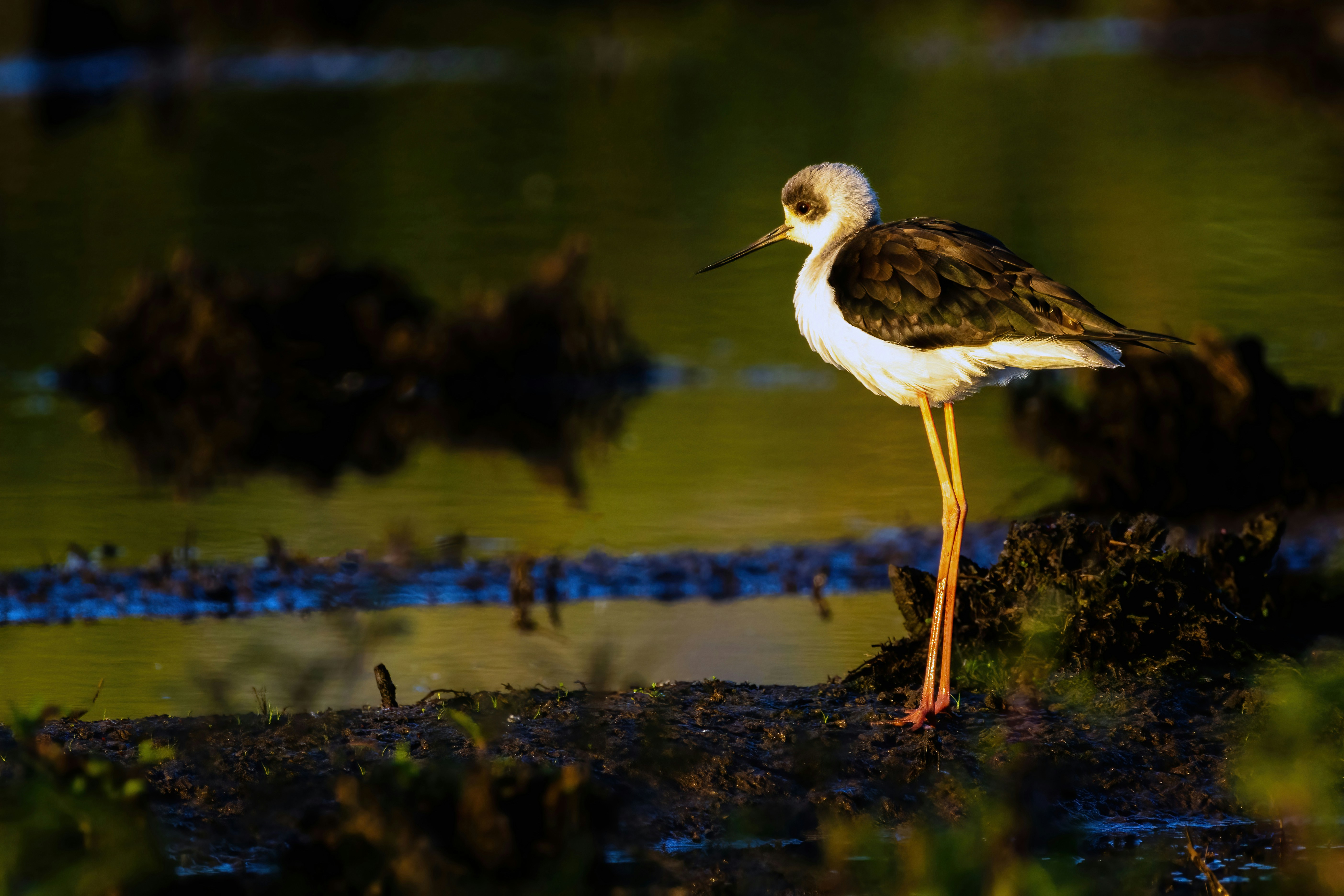 Stilted Watcher by the Shore