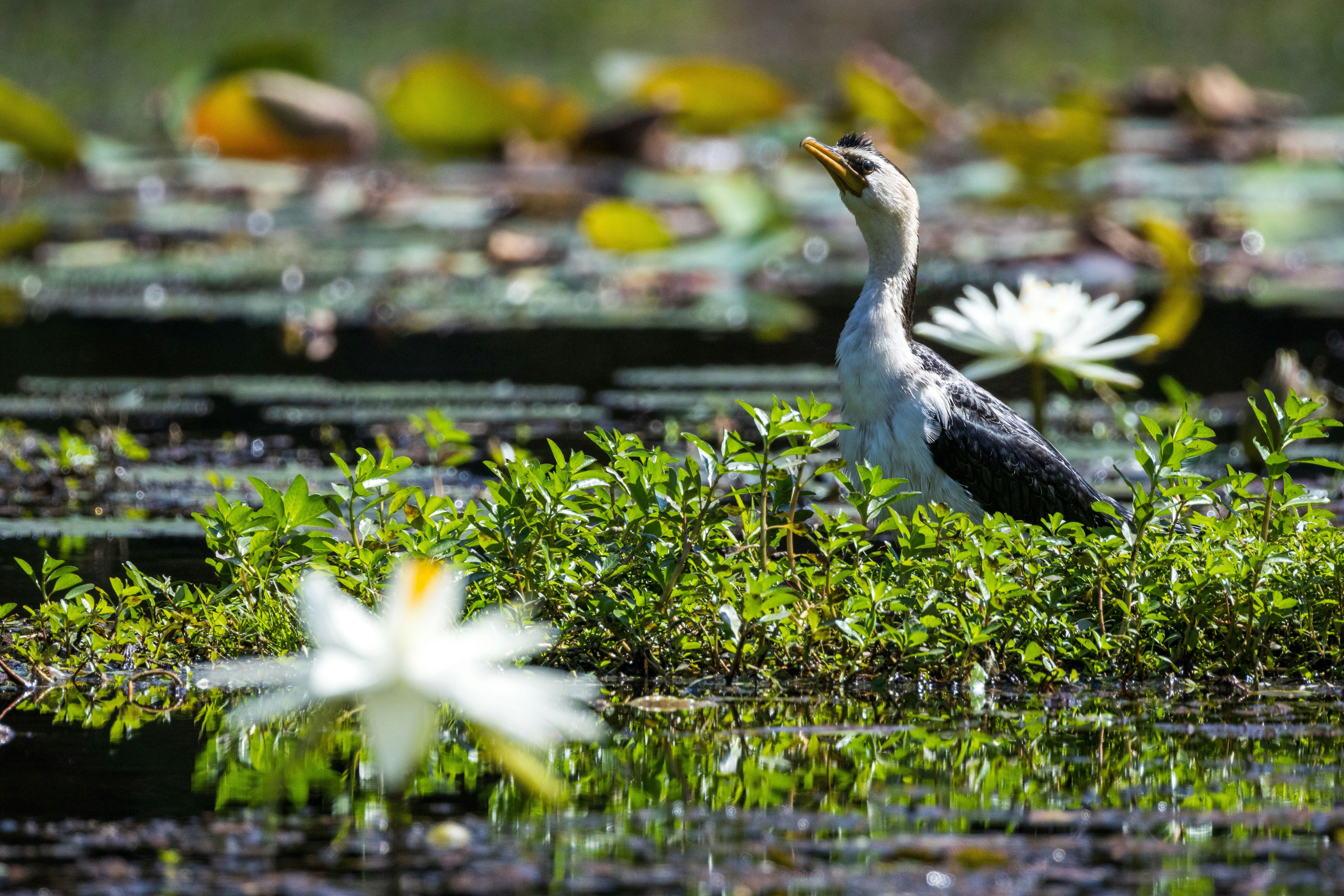 Heron in the Lily-Lit Marsh