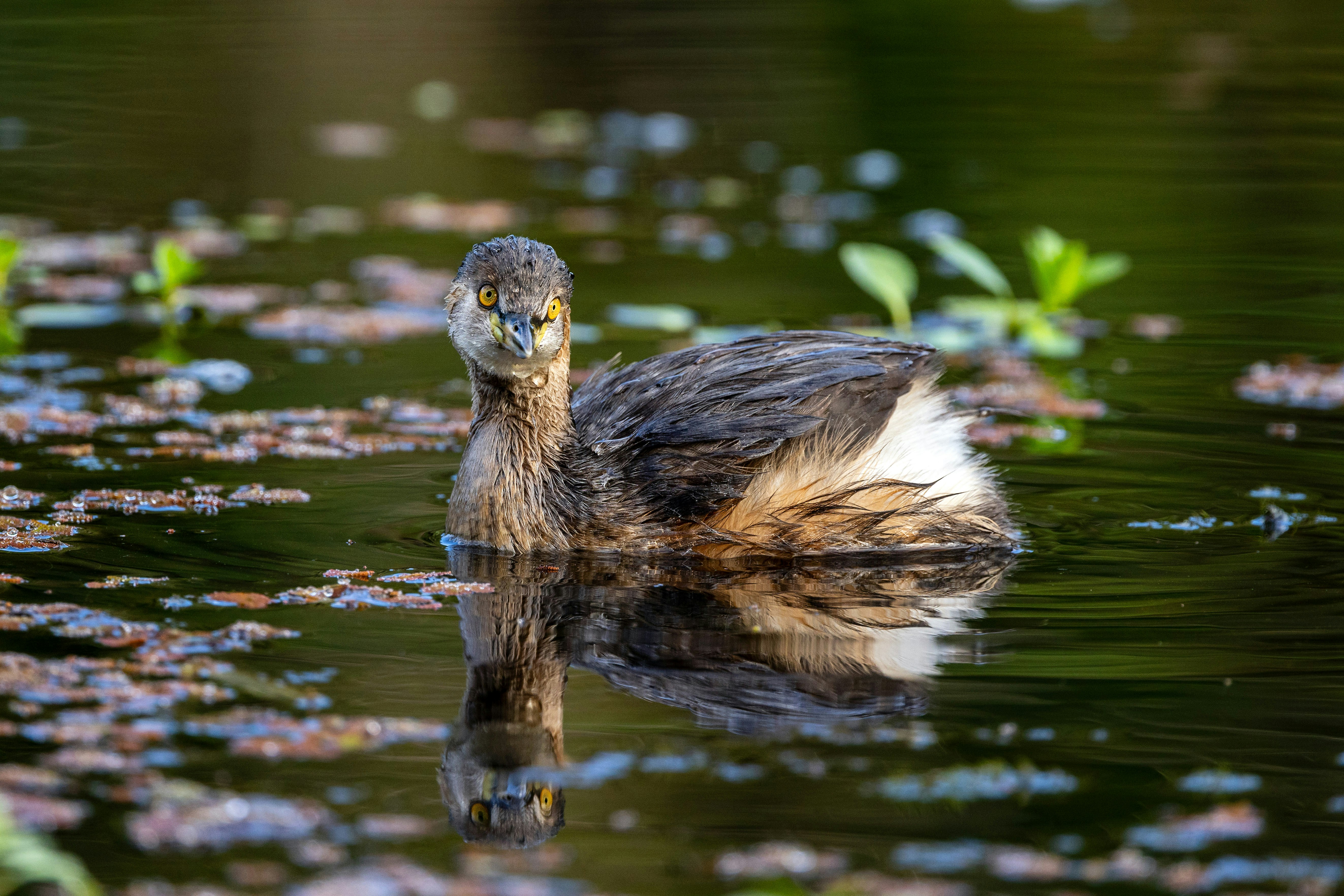Small waterbird with muted brown plumage sits in calm pond water among floating vegetation, its head turned toward the camera with a clear reflection on the surface.