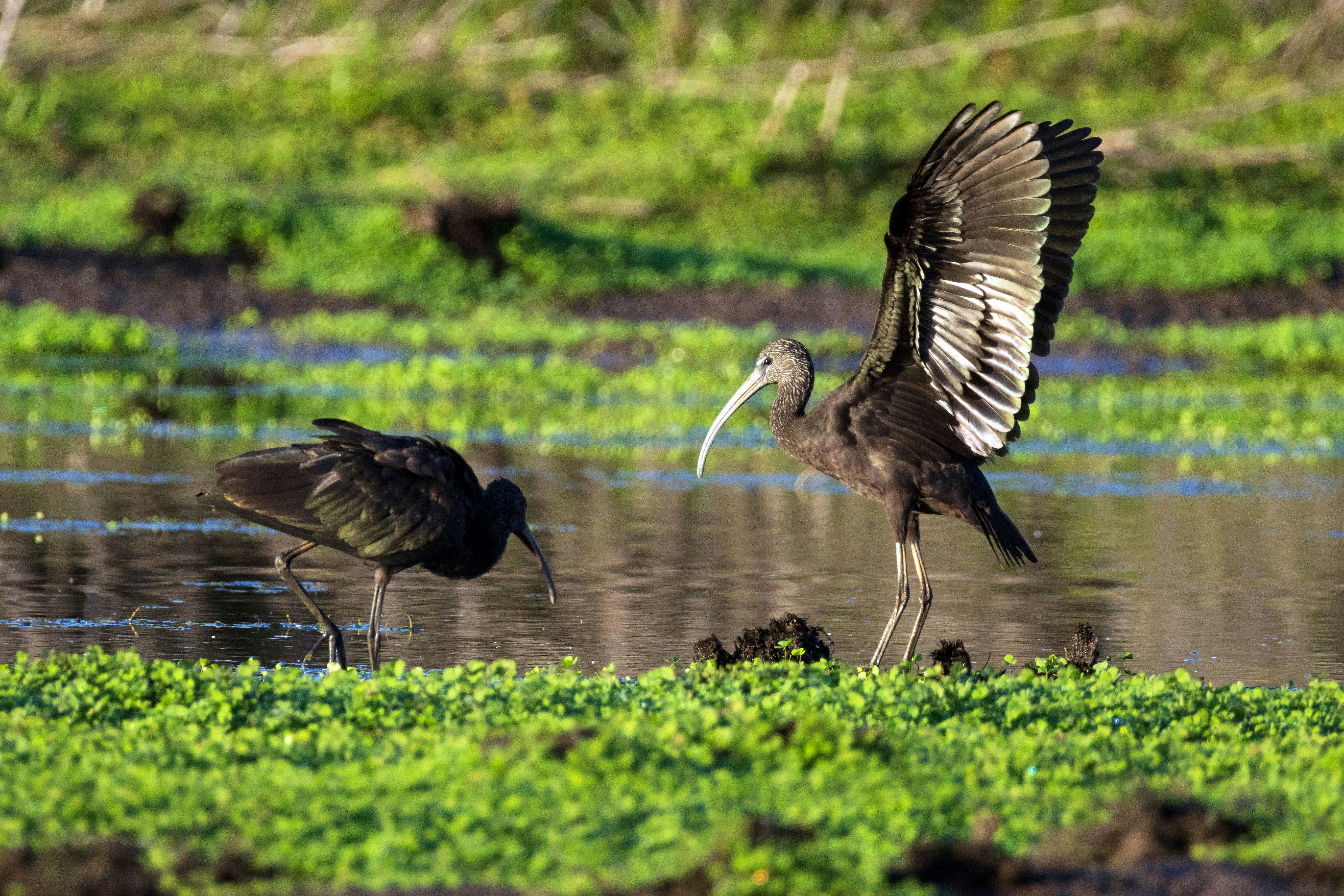 Heron Encounter: A Long-Billed Stalker Raises Wings Over Murky Greens