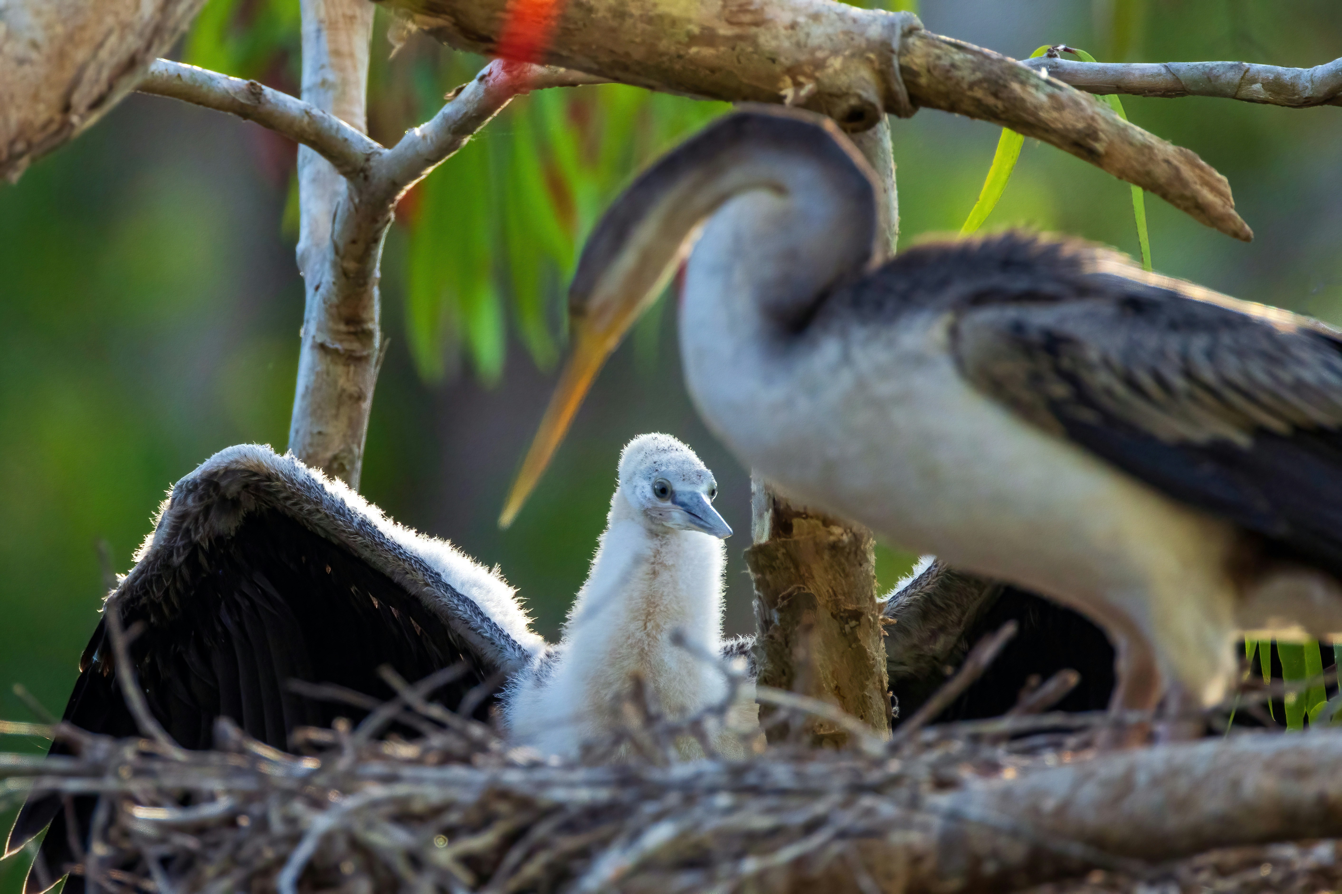 Nest Vigil: A Juvenile Pelican Guarded by an Overhead Heron