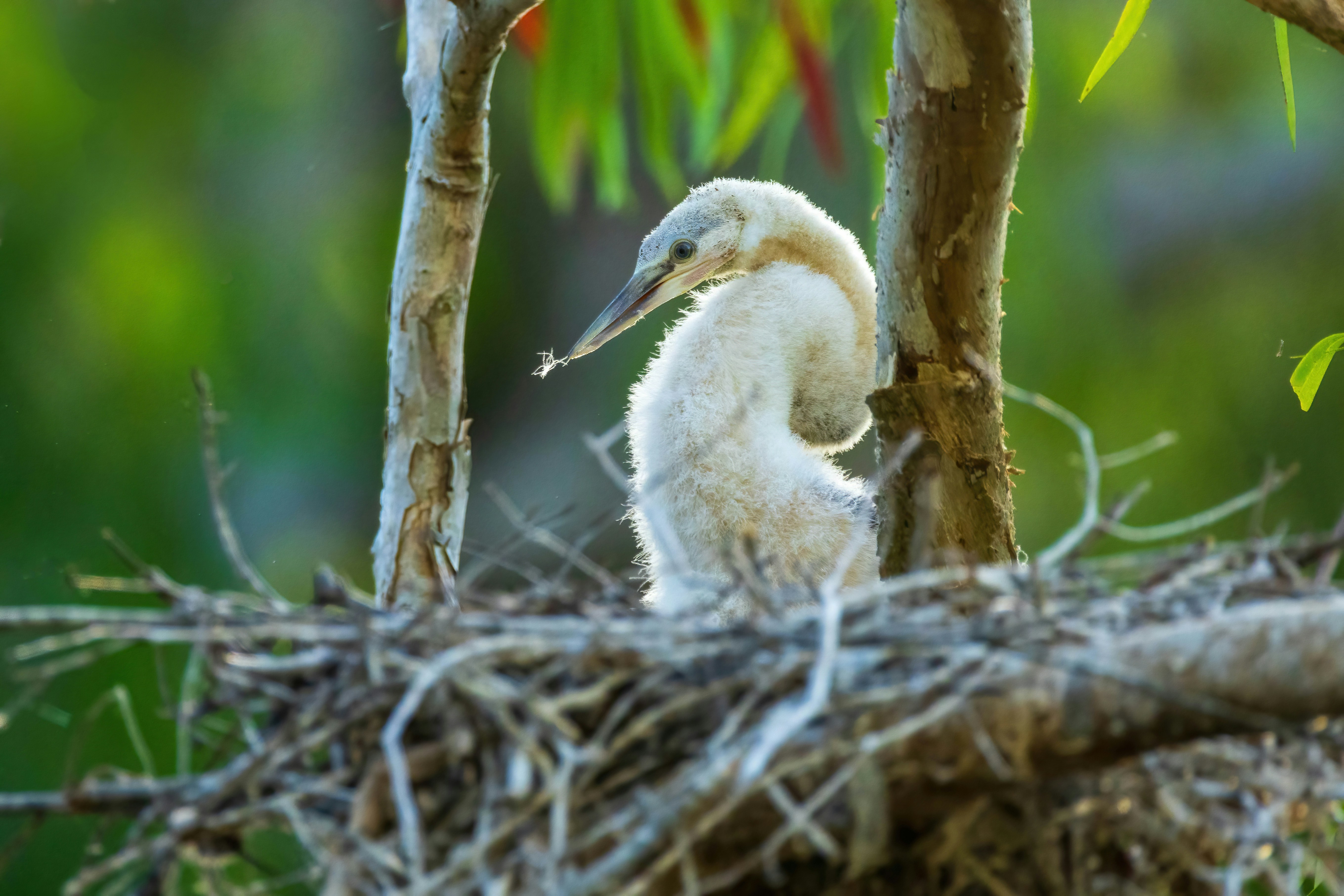 Young stork-like chick perched in a nest amid green foliage, light feathering and focused detail on the head and beak.