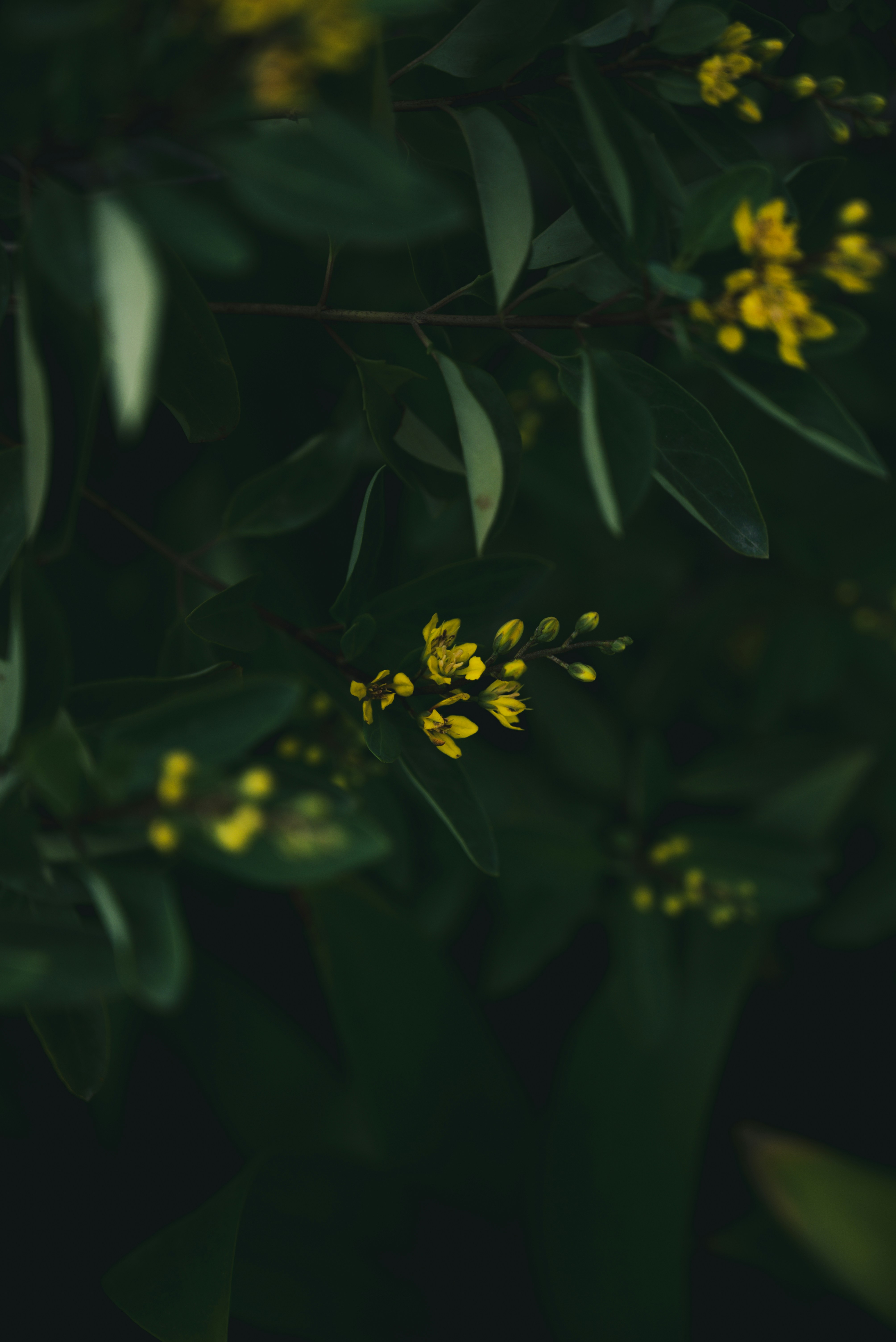 Yellow Bloom in Deep Shade: a Quiet Moment on Green
