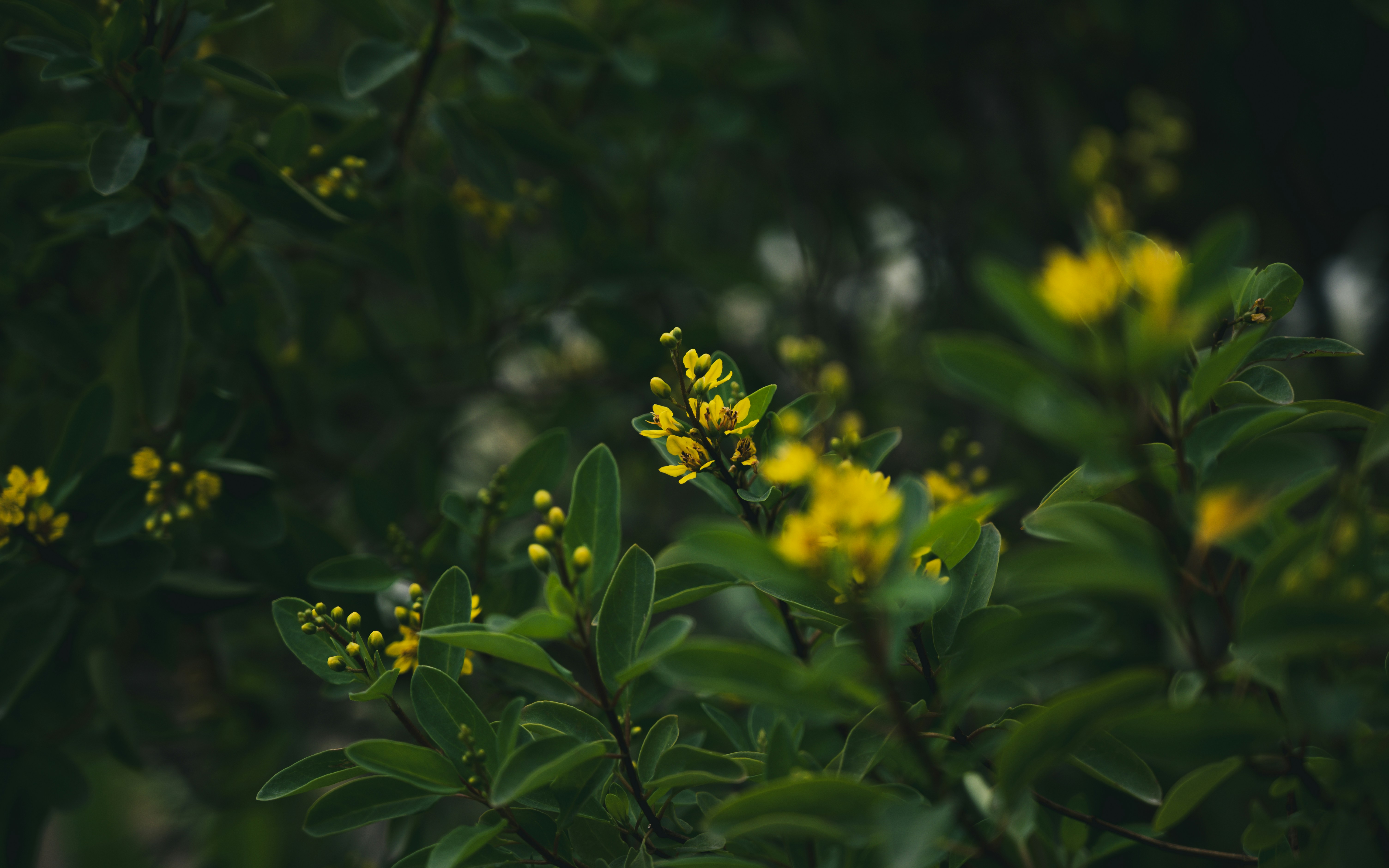 Golden Perks in a Green Corner