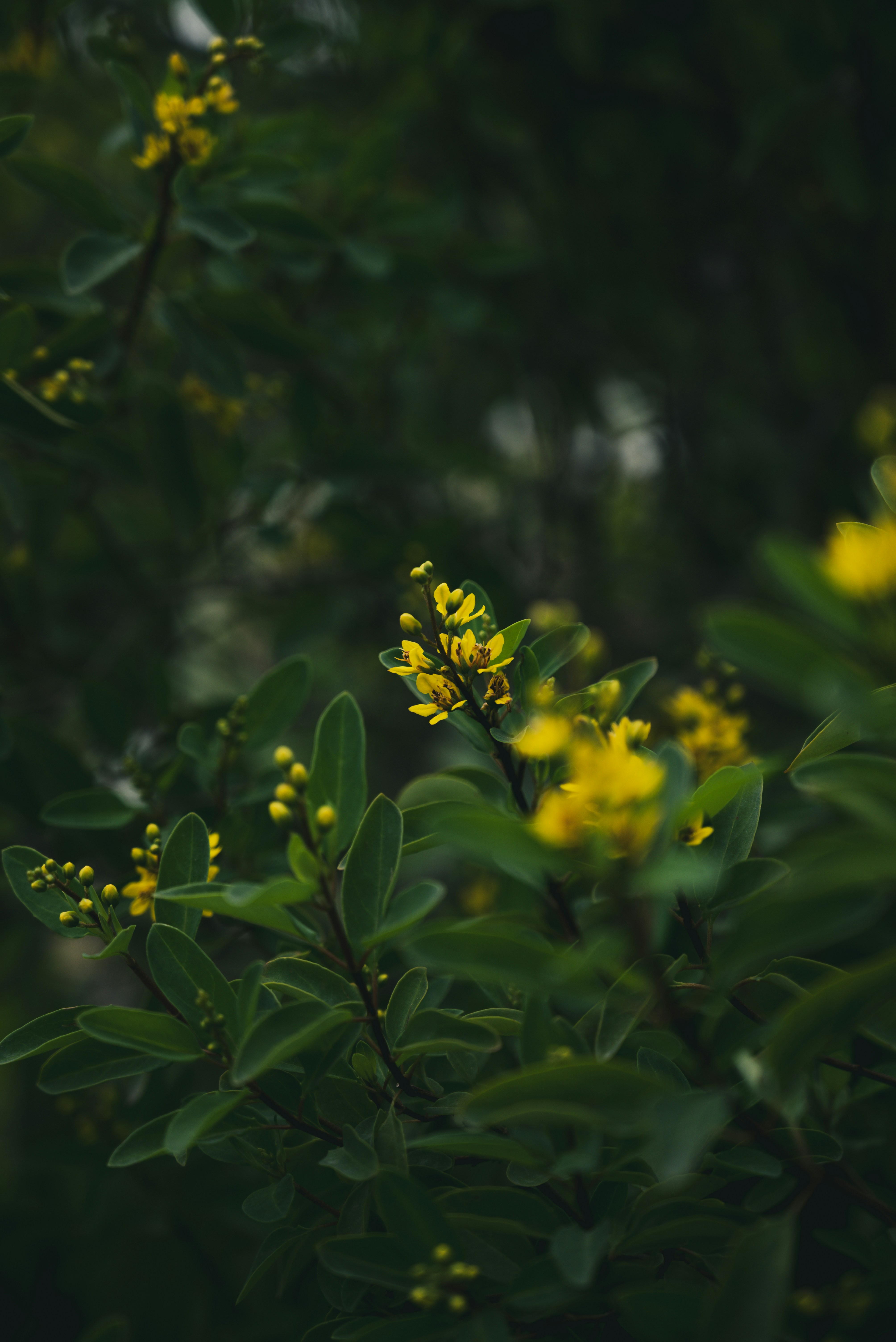 Golden catkins in a hush of green