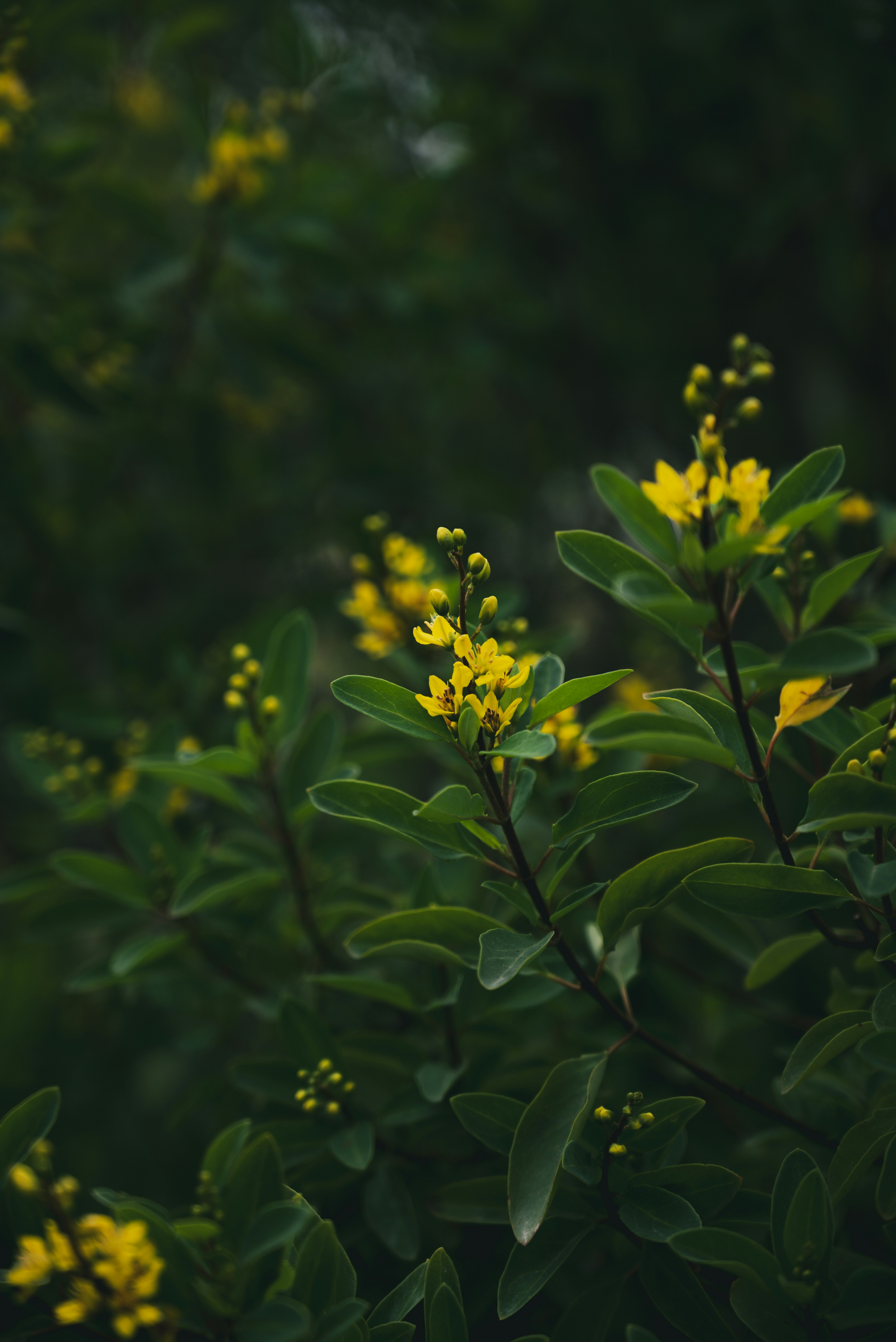 Golden Sprigs: Yellow Blooms Framing a Quiet Green Whisper