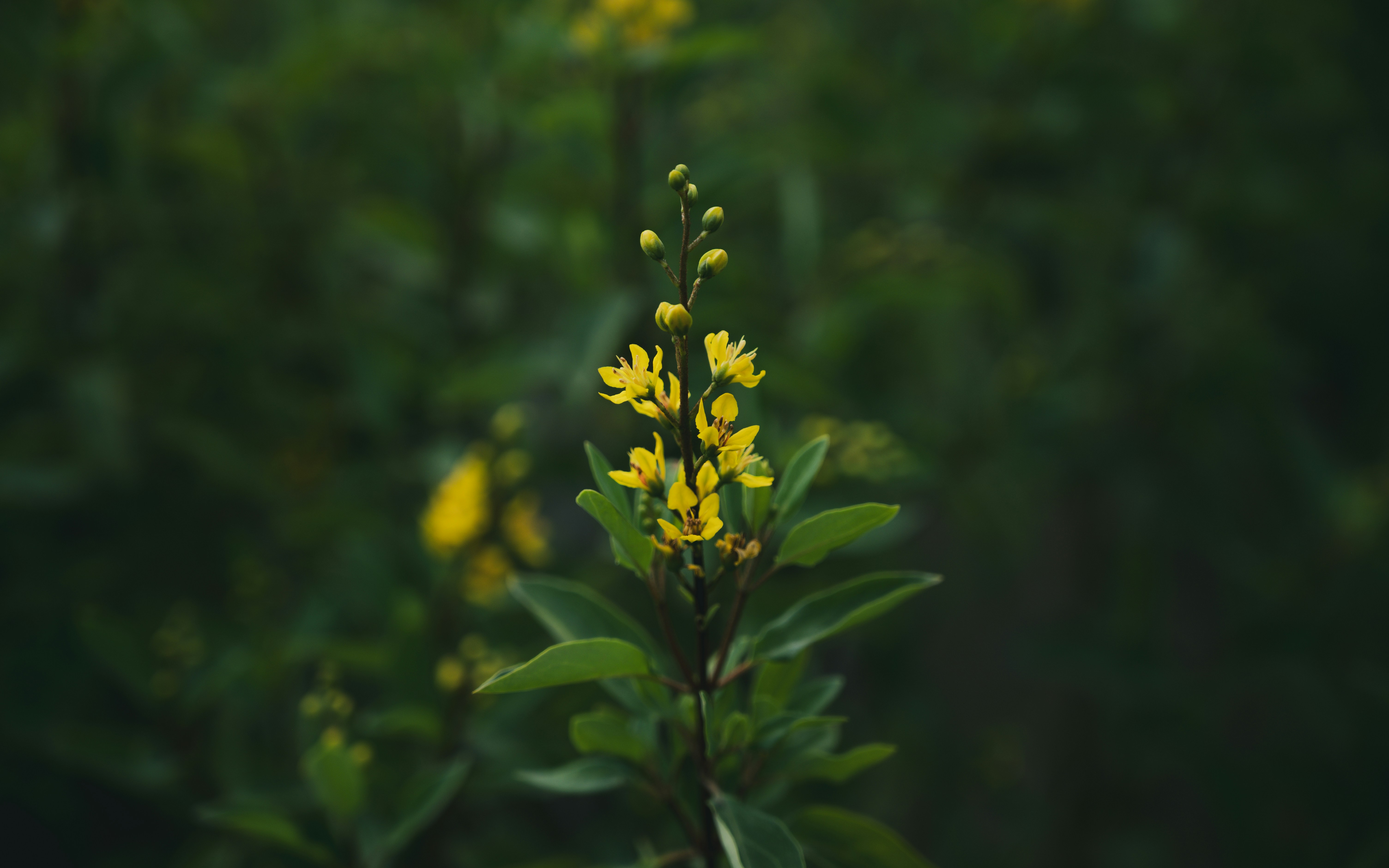 Yellow-flowered stalk rising from a shadowed forest edge