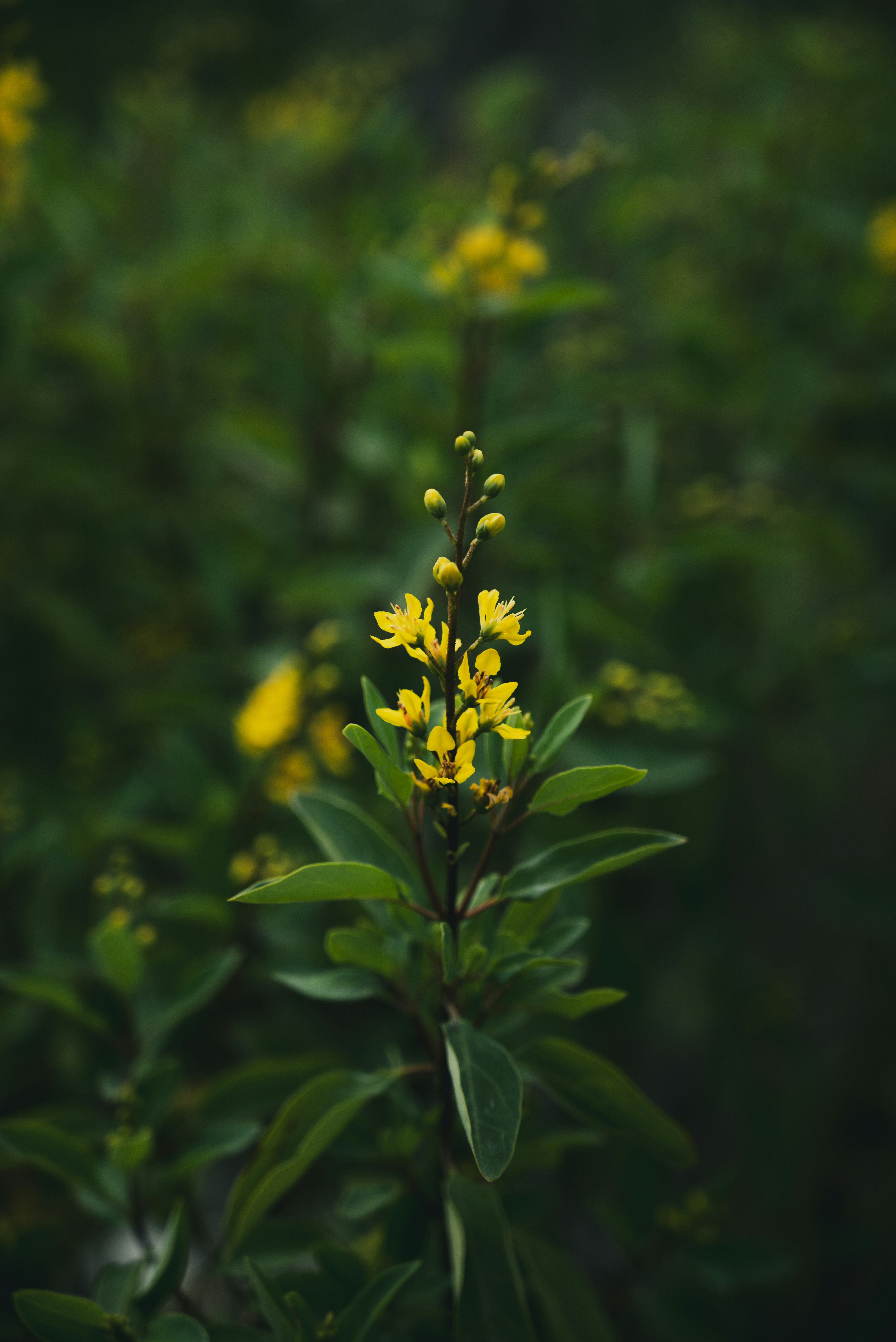 Golden Bloom Rooted in Green Quiet