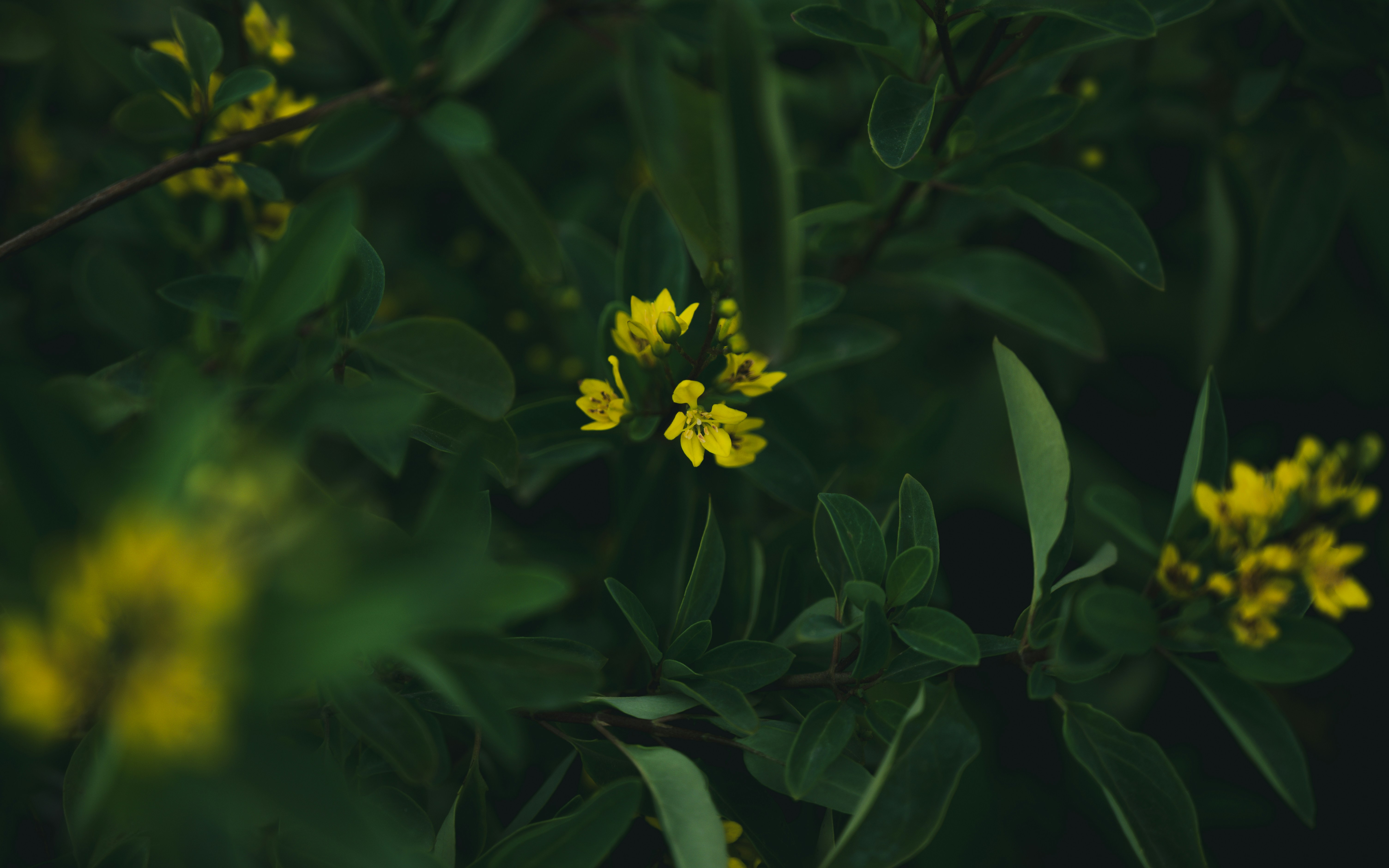 Bright yellow flowers tucked among dense green leaves, creating a vivid focal point in a natural foliage setting.