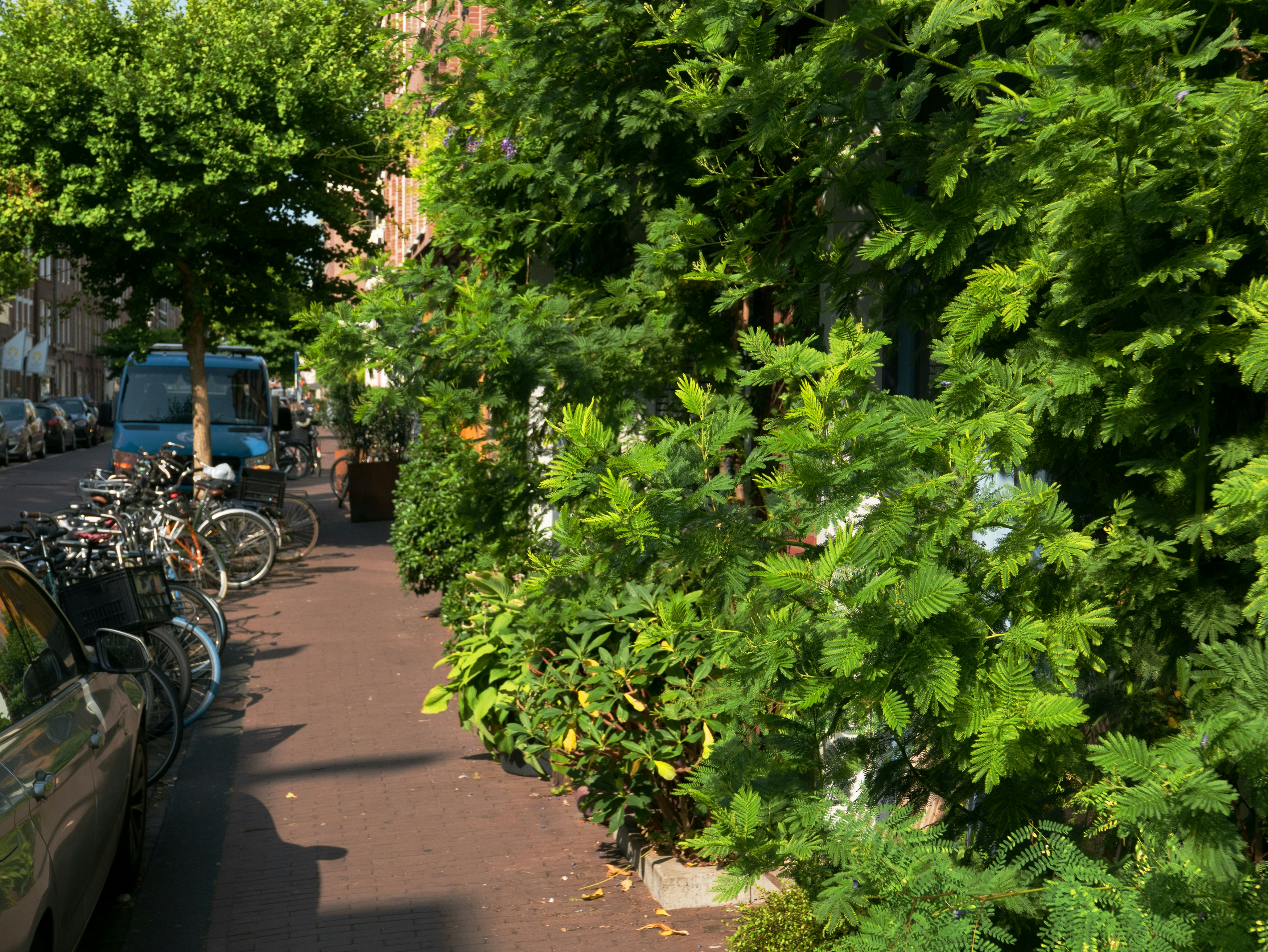 Bike-lined Street Sidescape with Lush Foliage Framing a Quiet Alley