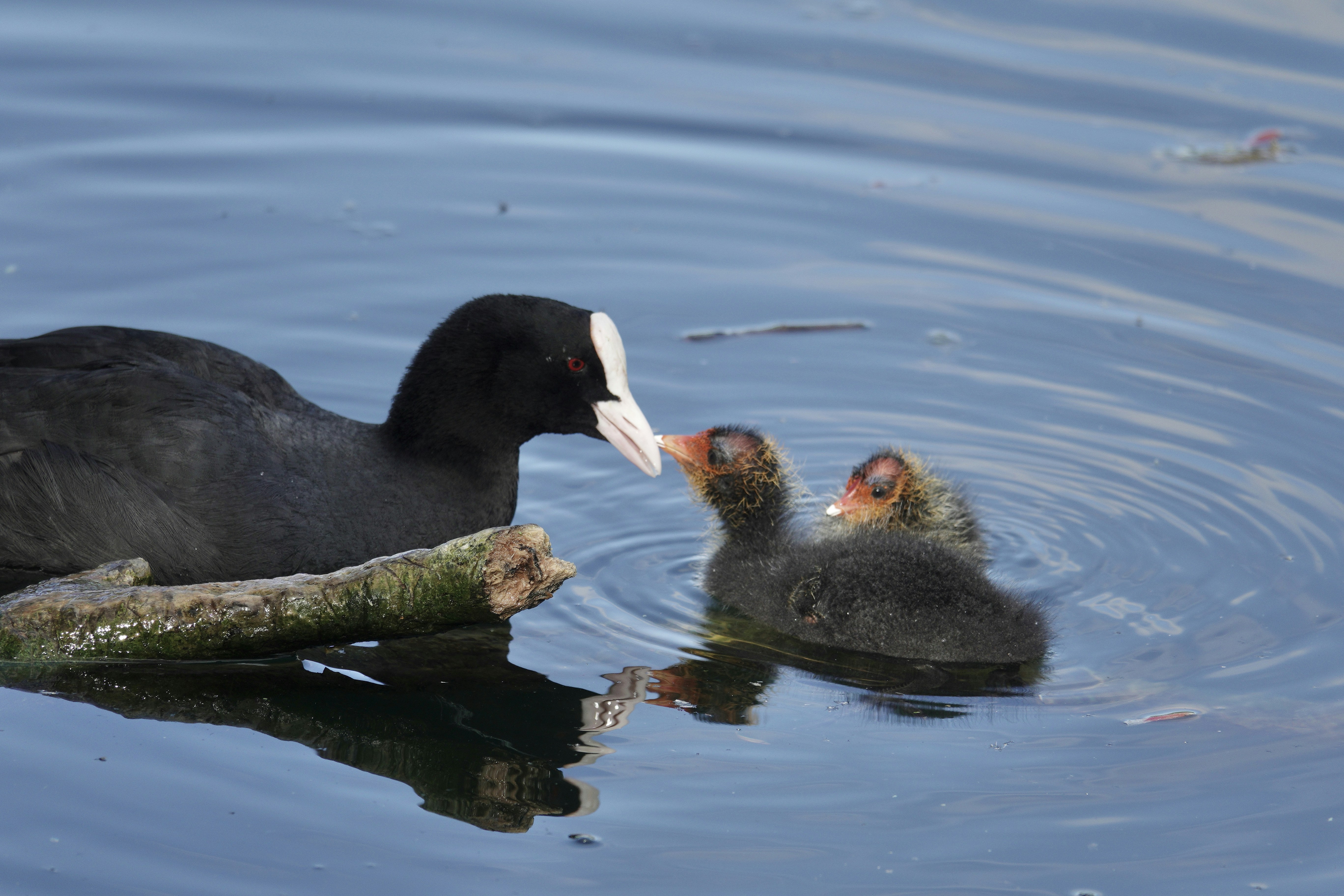 Close Exchange: Eurasian Coot Mother and Chick Meet at the Waterline