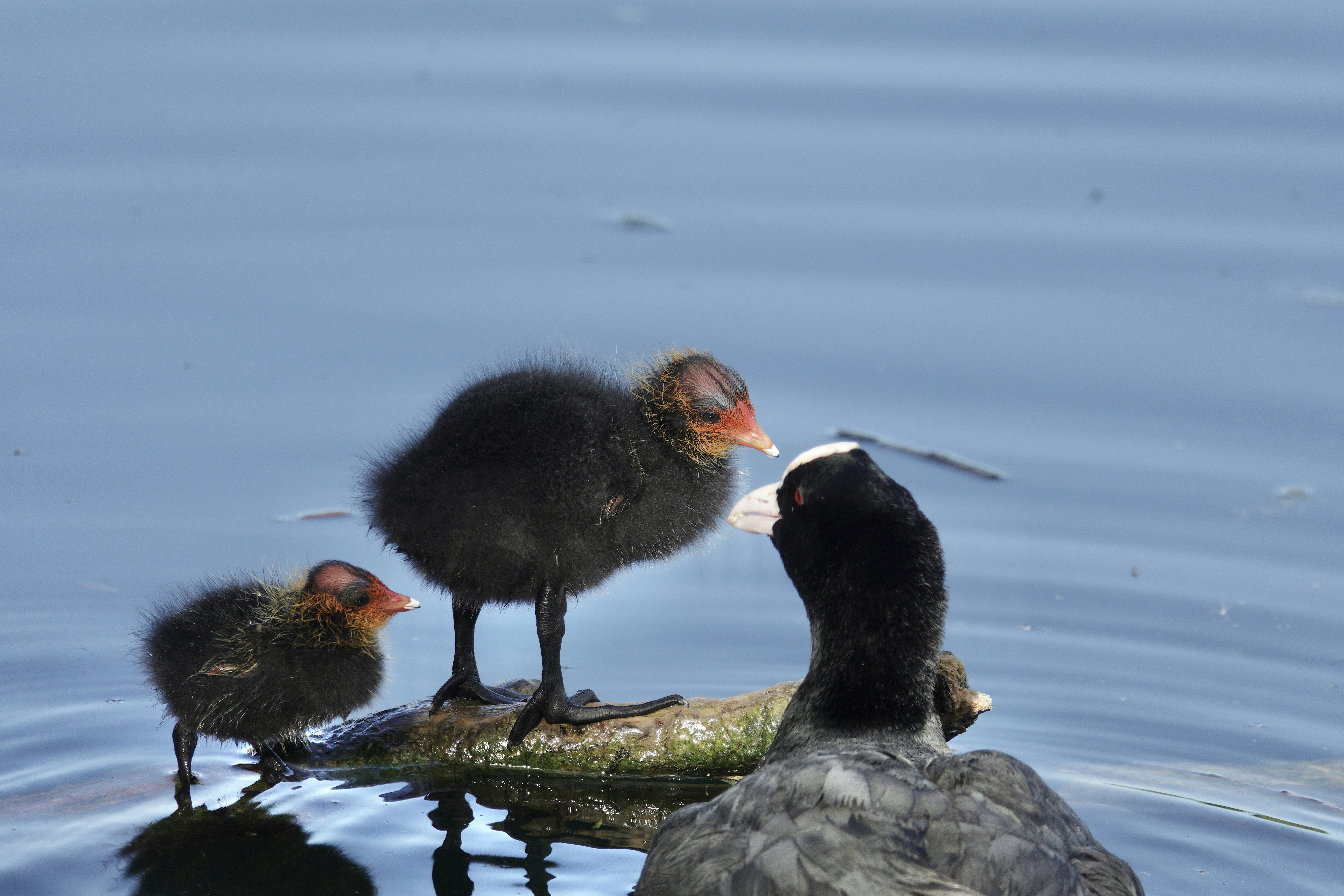 Chick-Feathered Meeting on the Reed-Mocked Pond