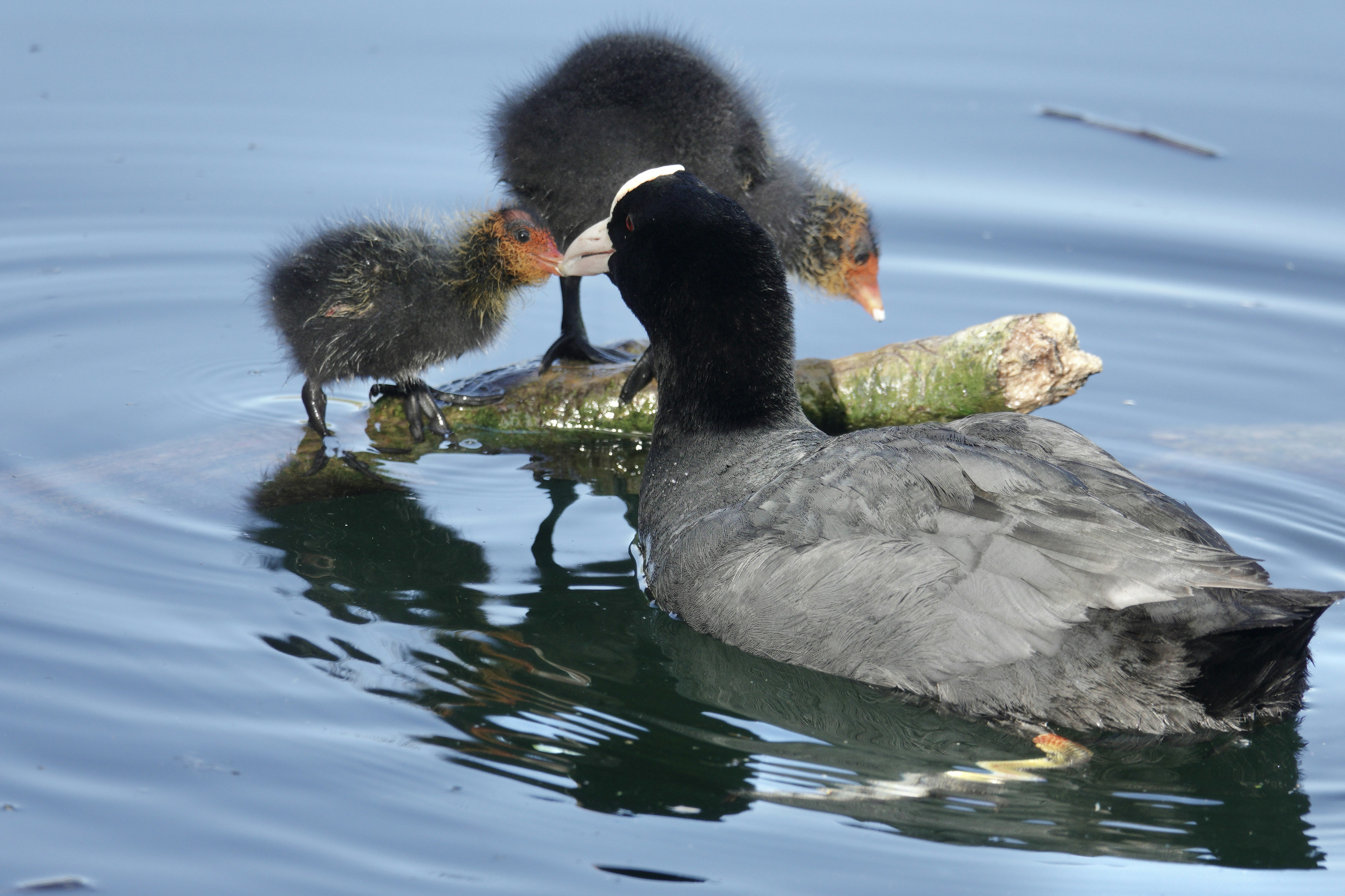 Adult coot with two fluffball ducklings on a sunlit log