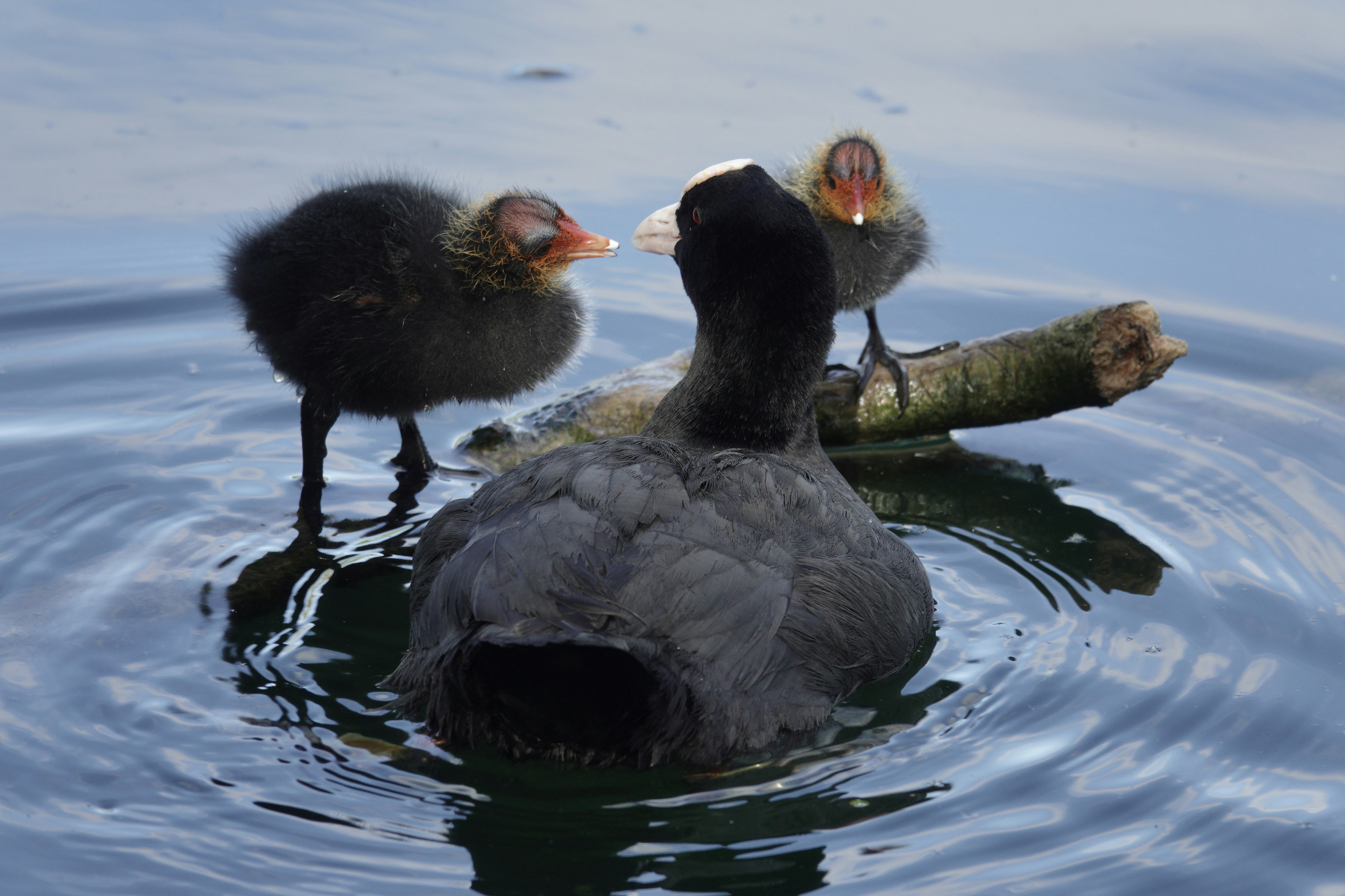 Parent and Two Chicks on a Quiet Pond
