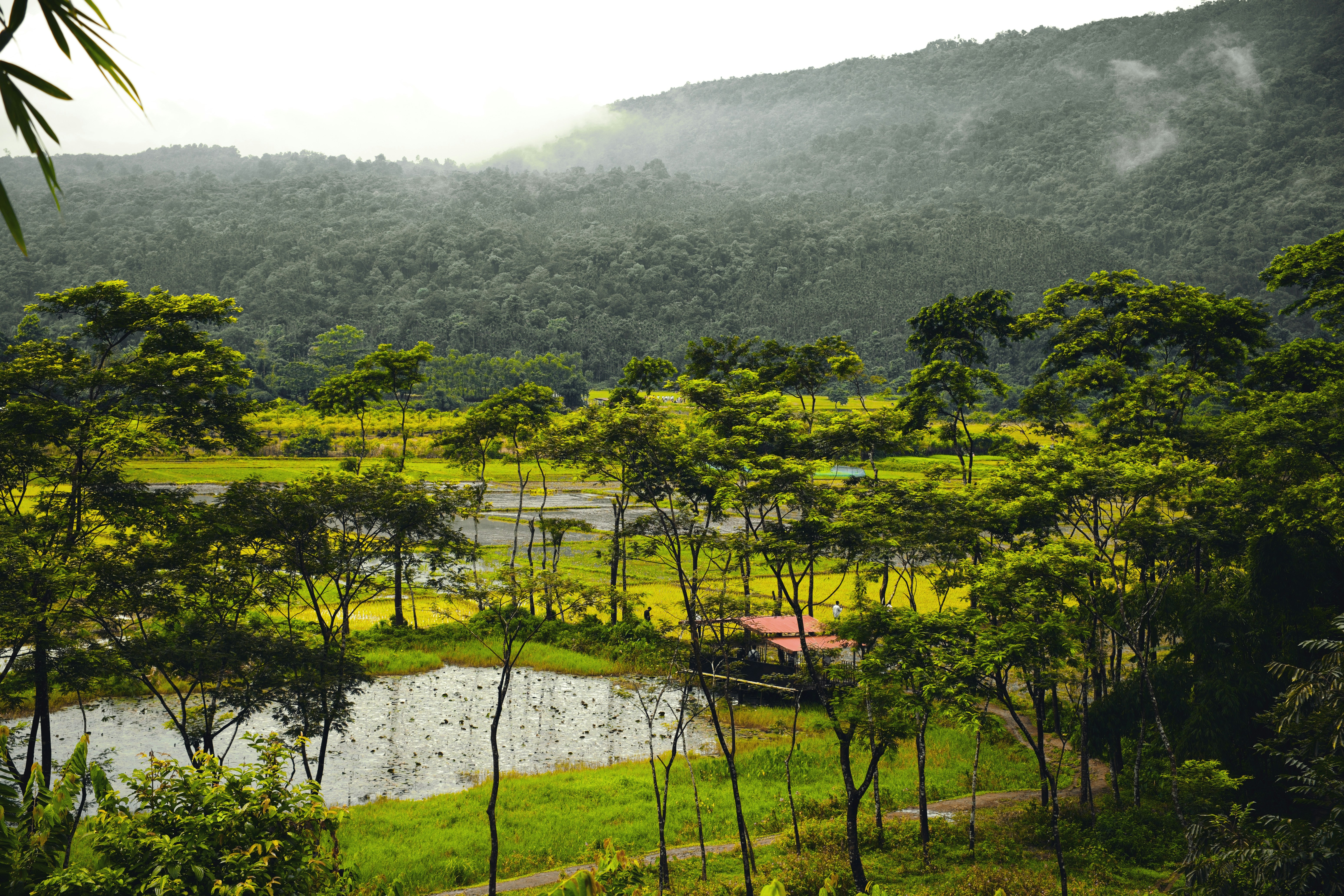 Verdant Valley Echoes: Rice Paddies and Misty Hills