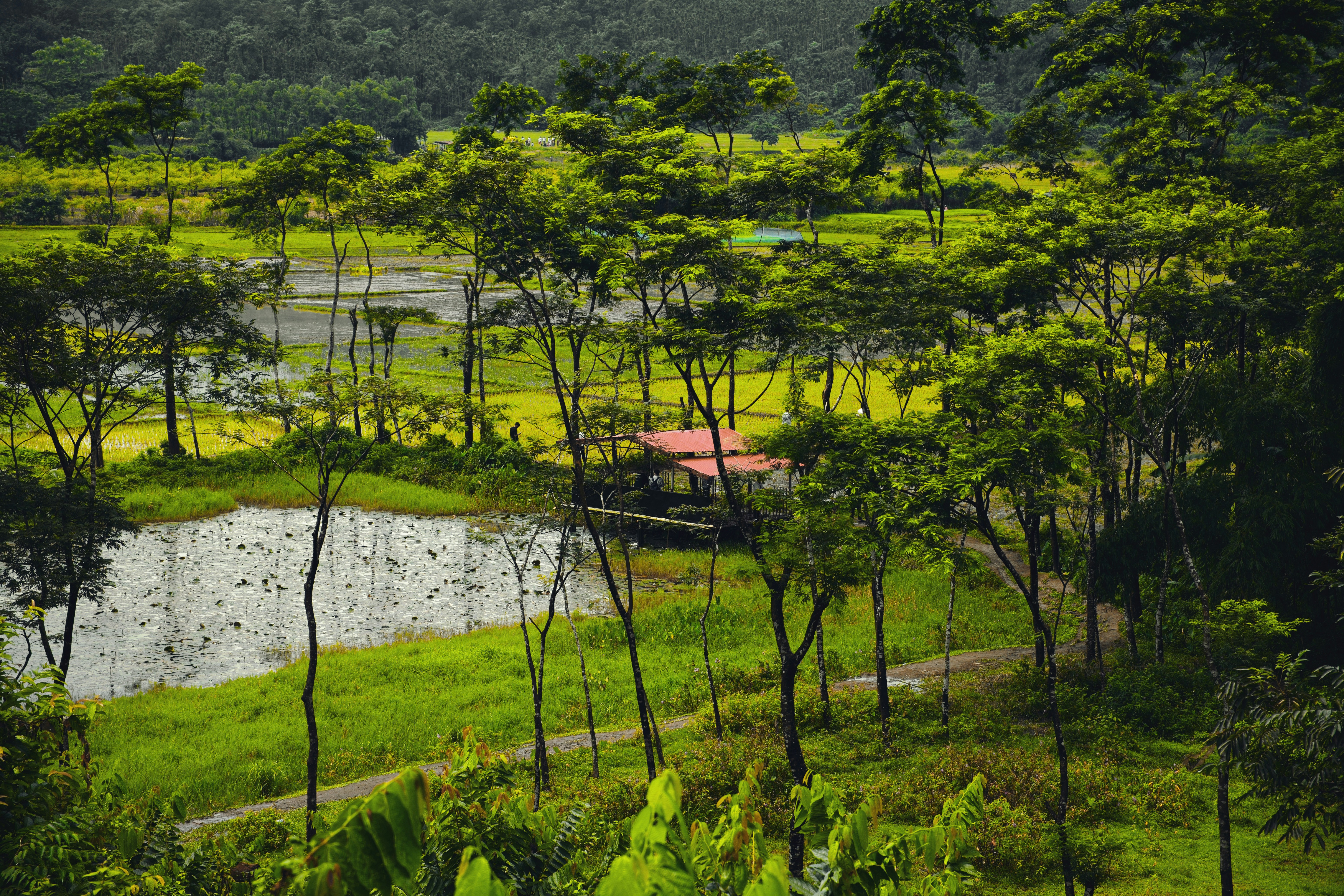 Verdant Terraces and Silent Pool Beneath a Canopy of Tall Trees
