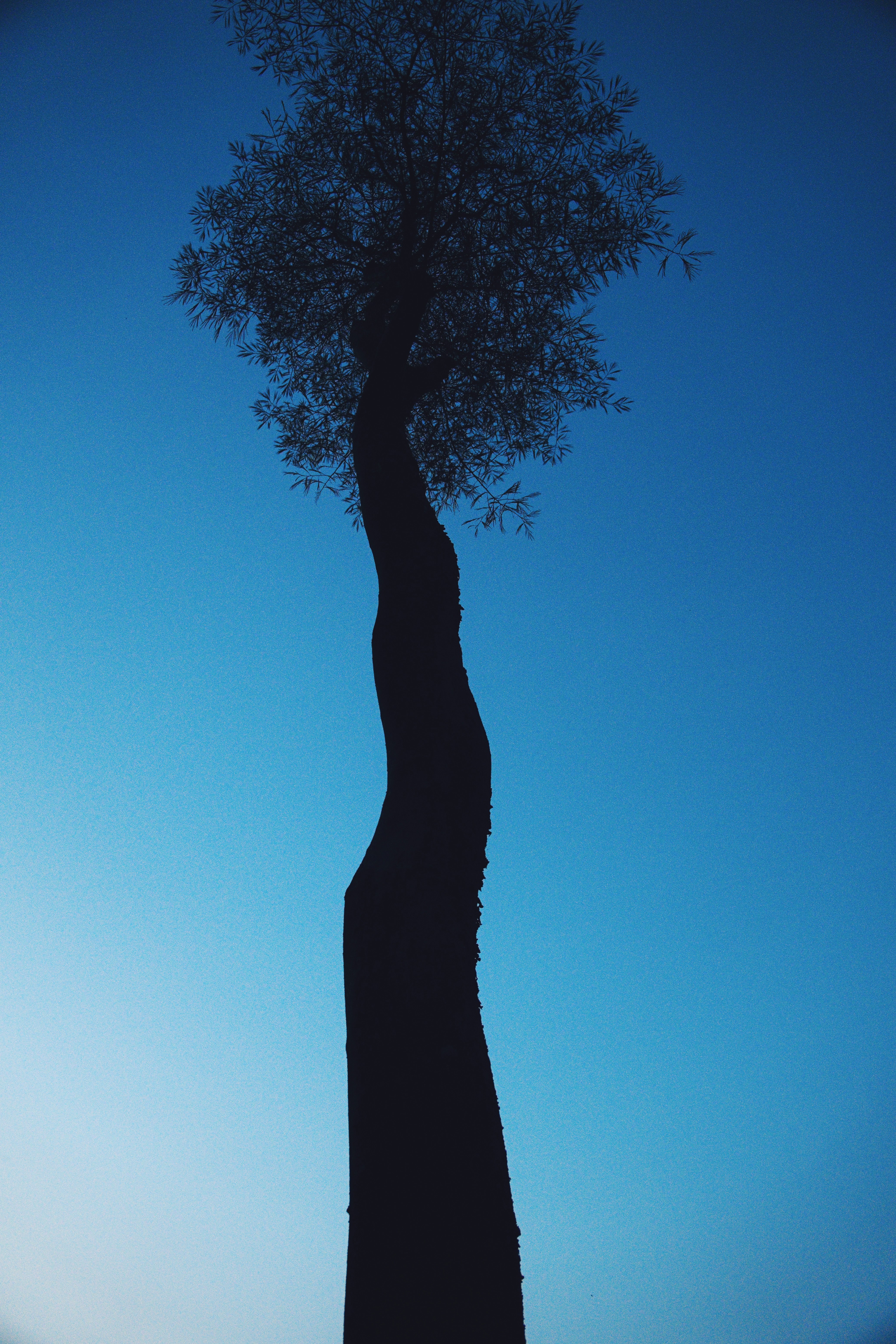 Silhouette of a Lone Tree Reaching into a Velvet Twilight