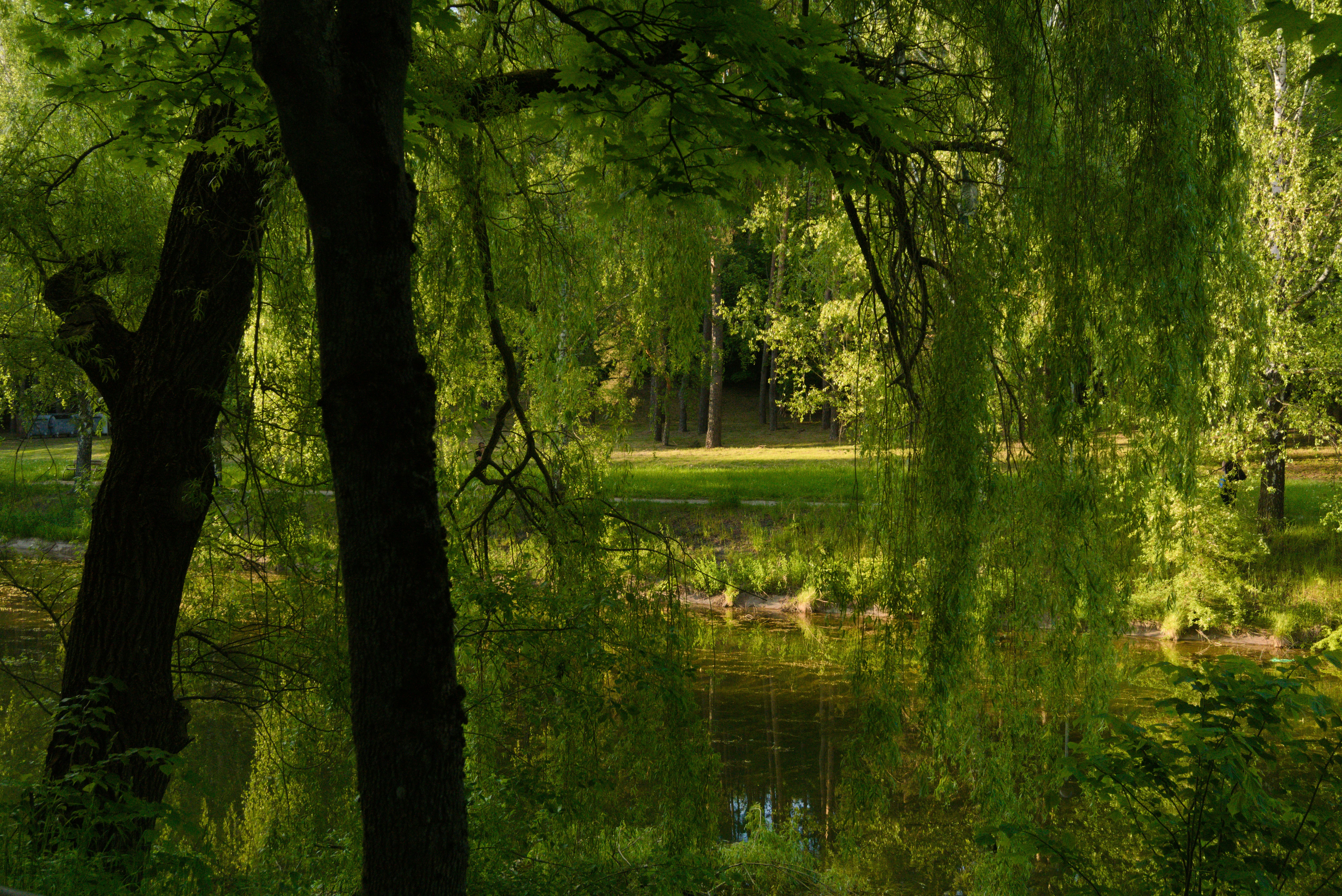 A Quiet Willow-Cloaked Clearing by the River