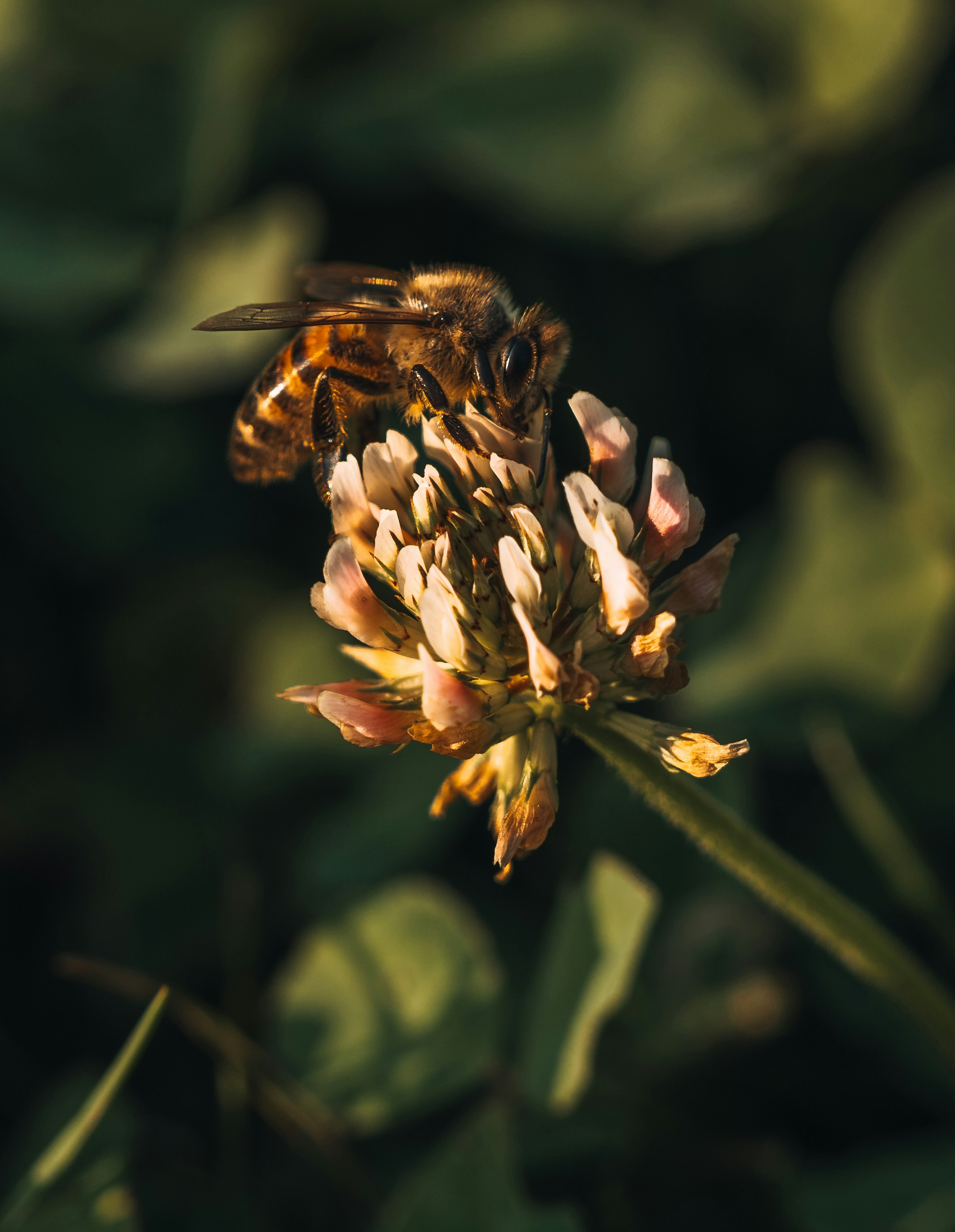 Amber Hover: A Bee Clings to a Pink Bloom in Soft Sunlight