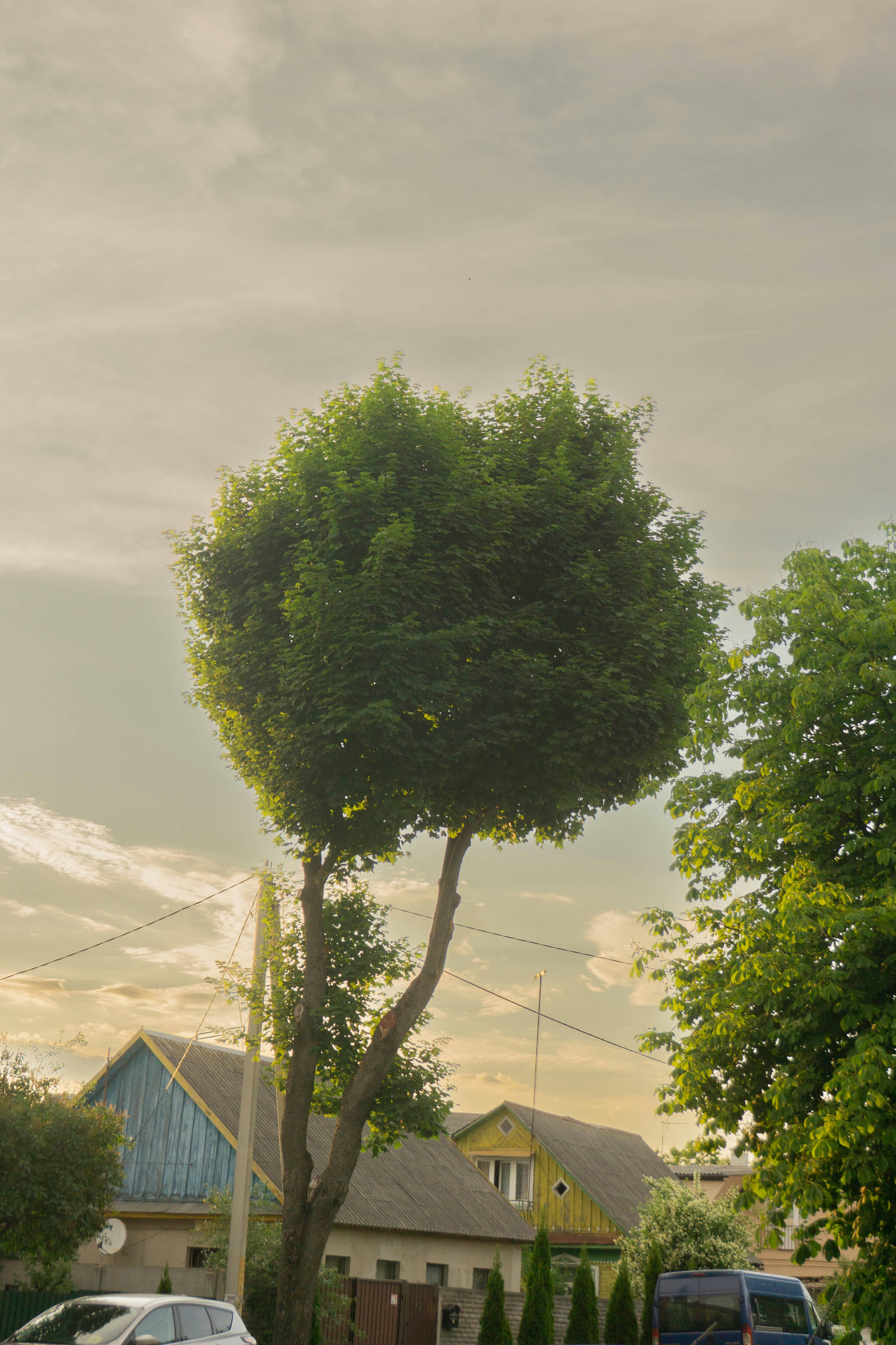 Topiary Triangle: Tree Crown Over Urban Roofline at Sunset