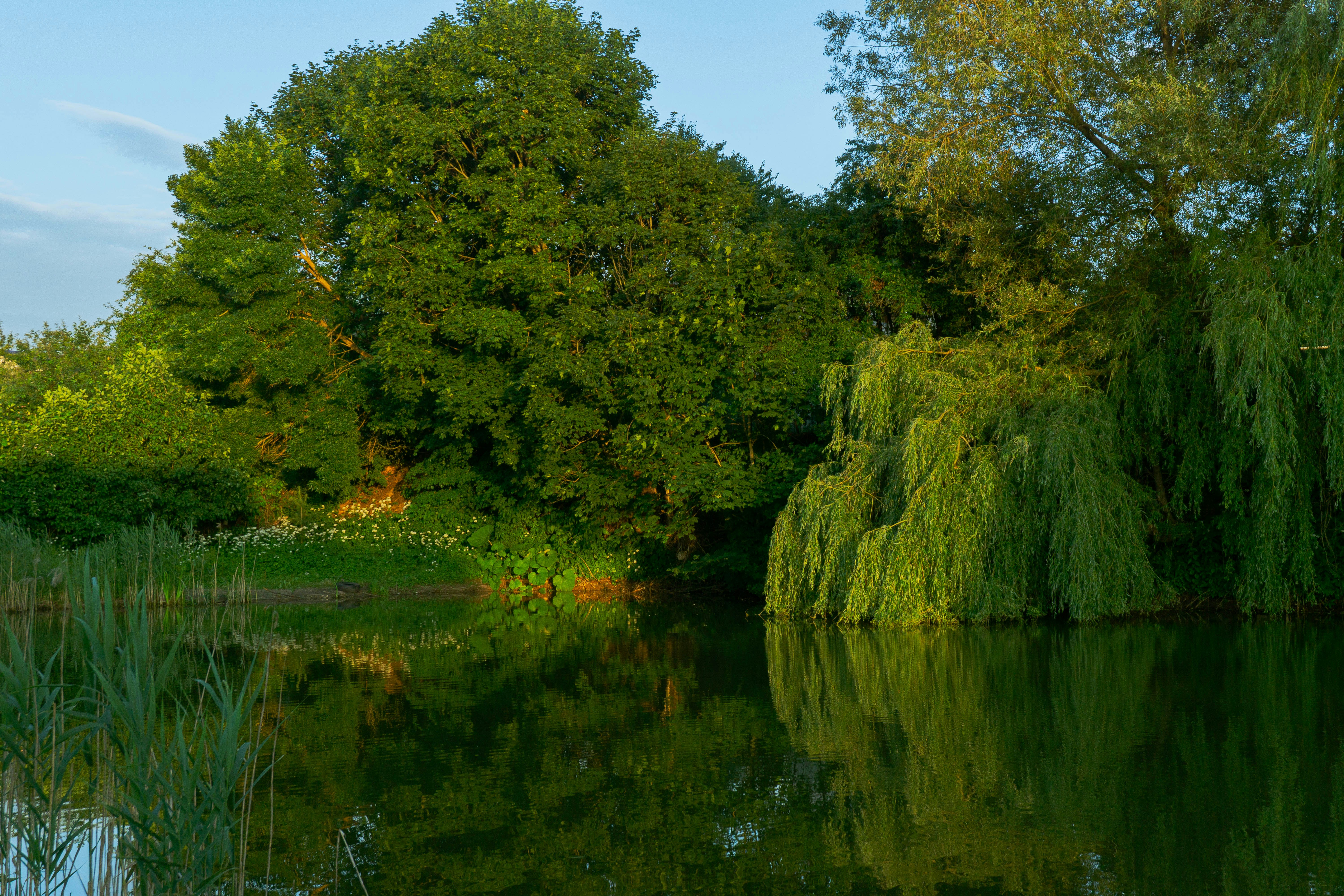Willow and Dying Light over a Quiet Lake
