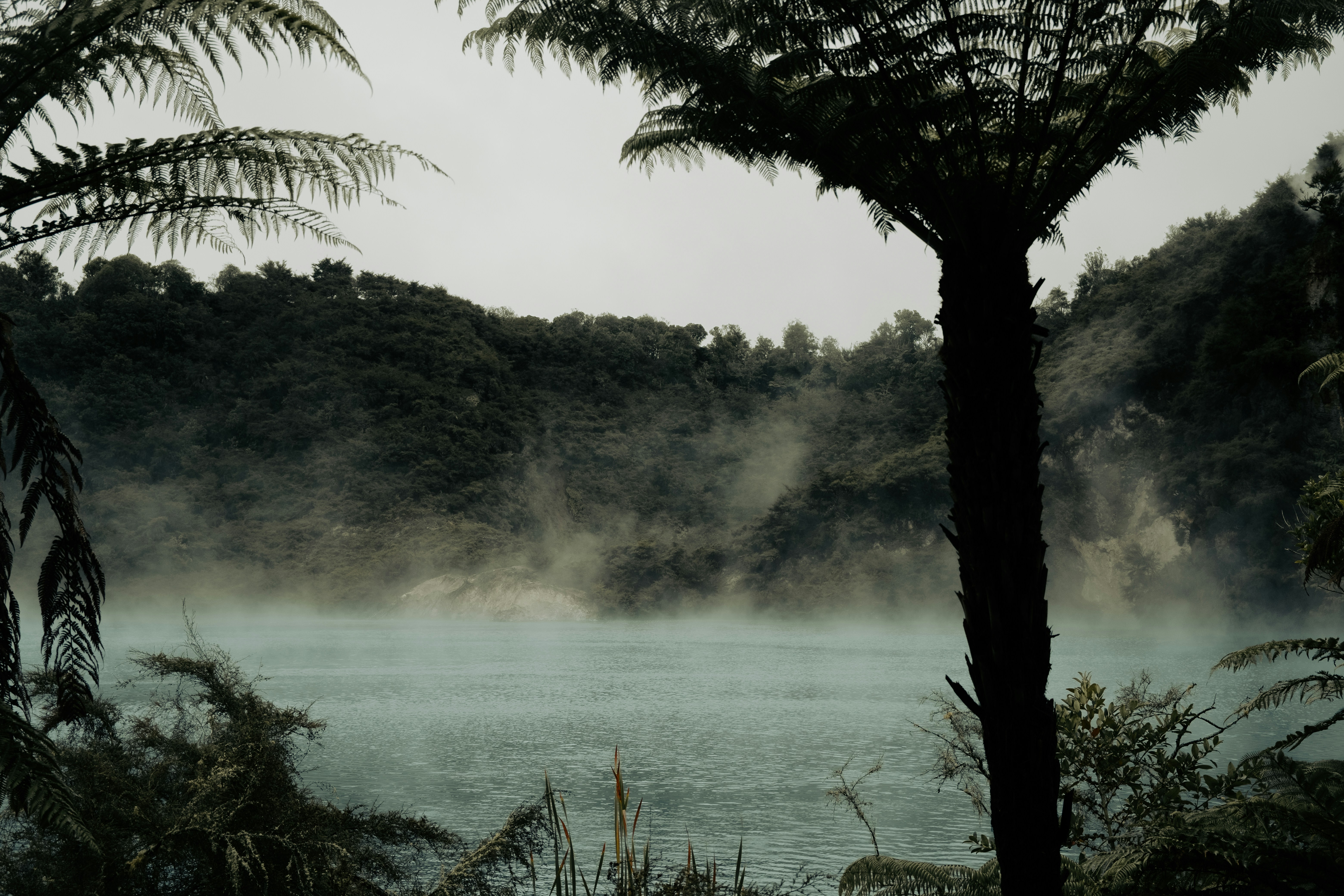 Mist on the Quiet Lake Framed by Fronds