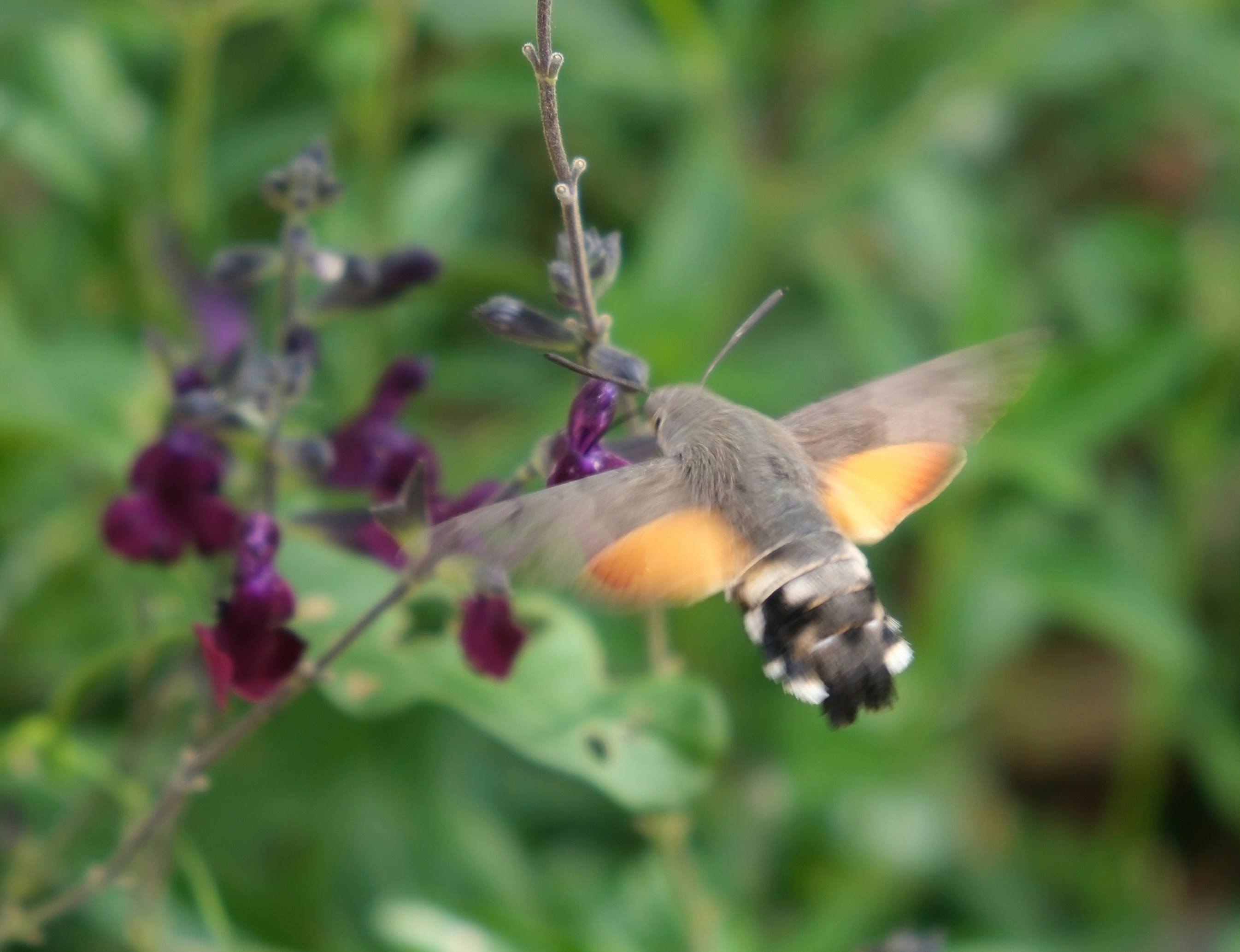 Humble Hummingbird Hover Over Purple Blooms