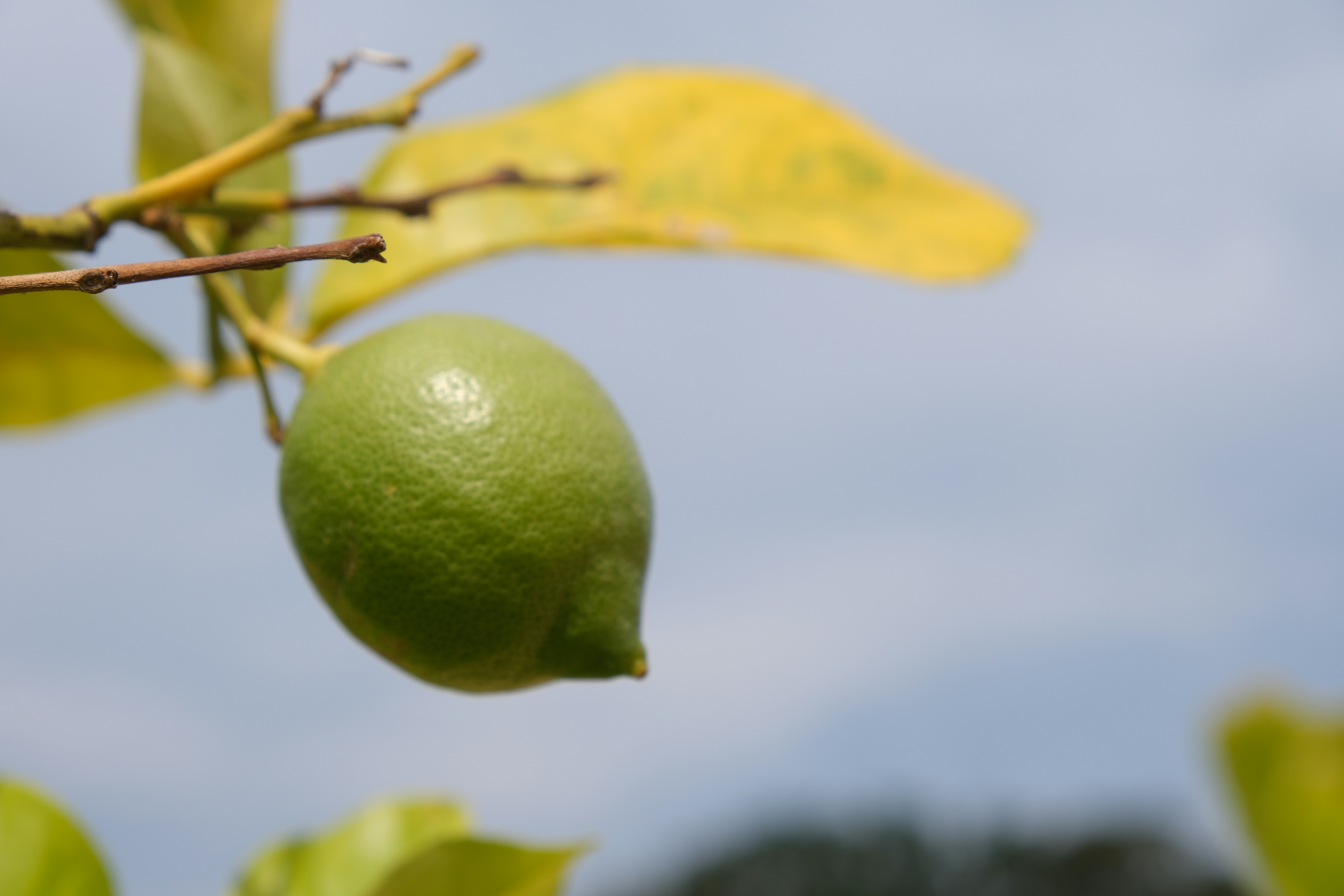 Green Sphere in Soft Sky
