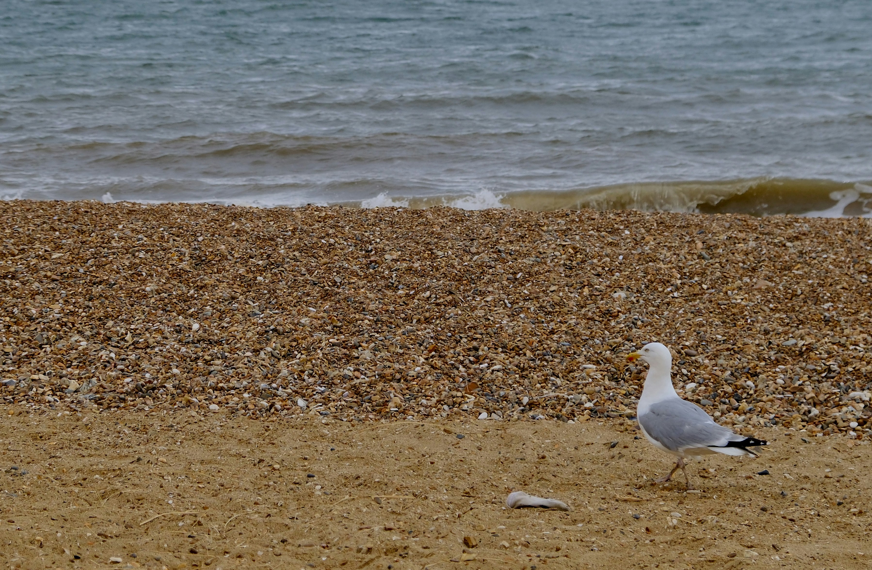 Seaside Seagull Standby: A Quiet Beach Moment