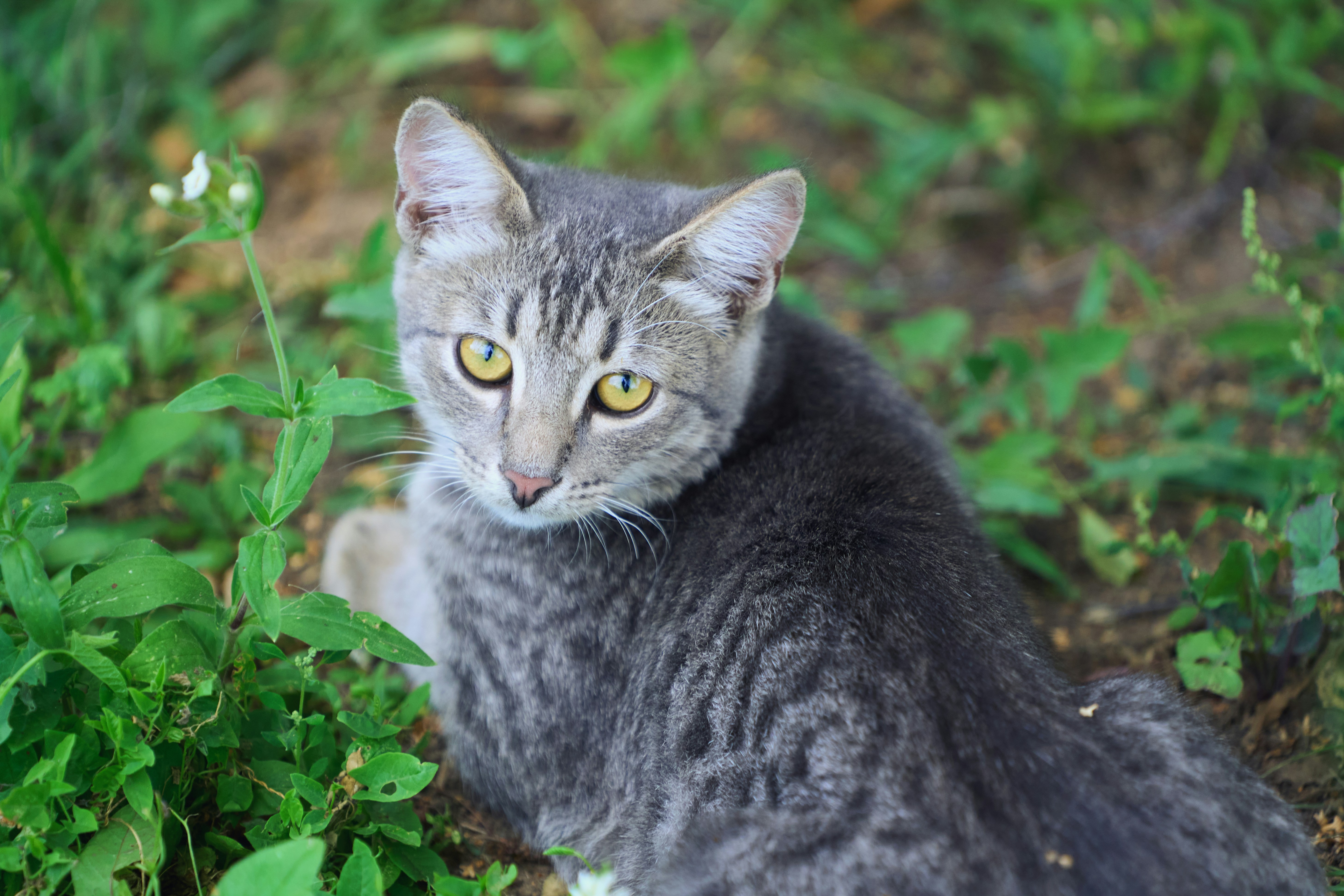 Shepherd of the Green: A curious cat gazes from the garden