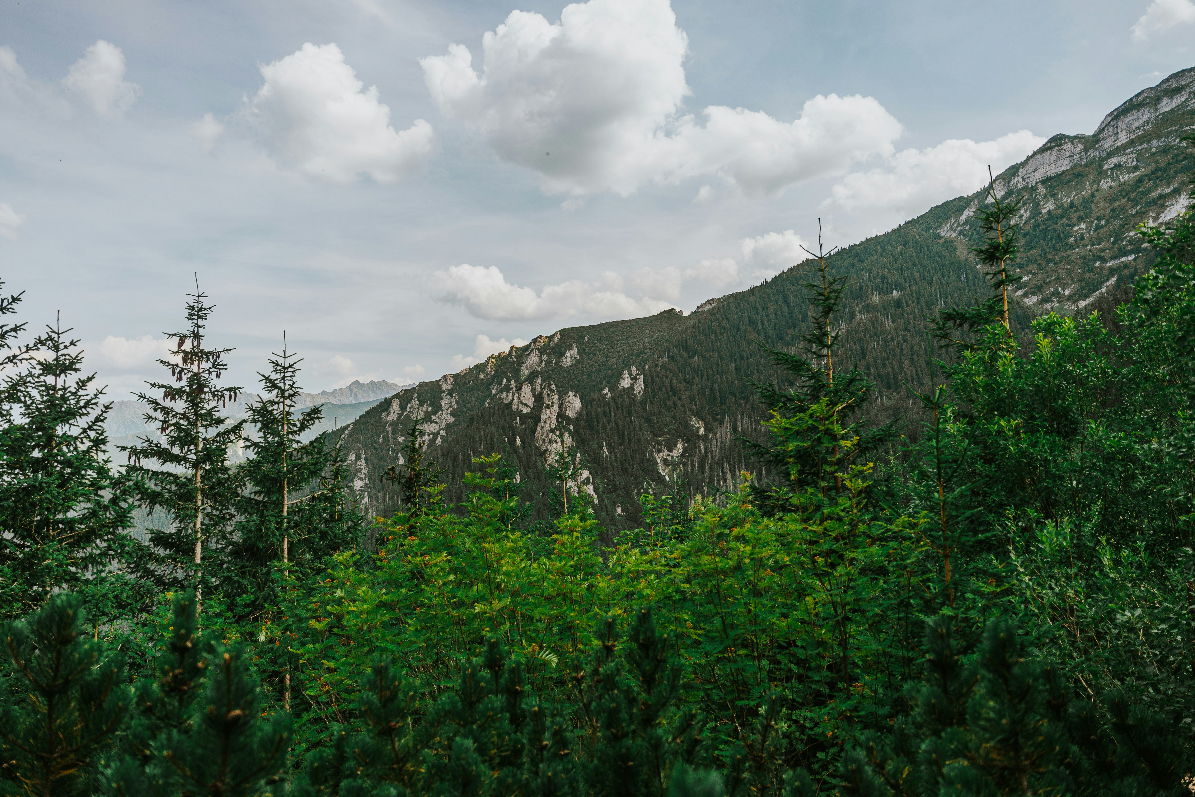 Dense evergreen forest in the foreground with rugged mountain slopes and a bright sky in the background; a expansive natural landscape emphasizing depth and scale.