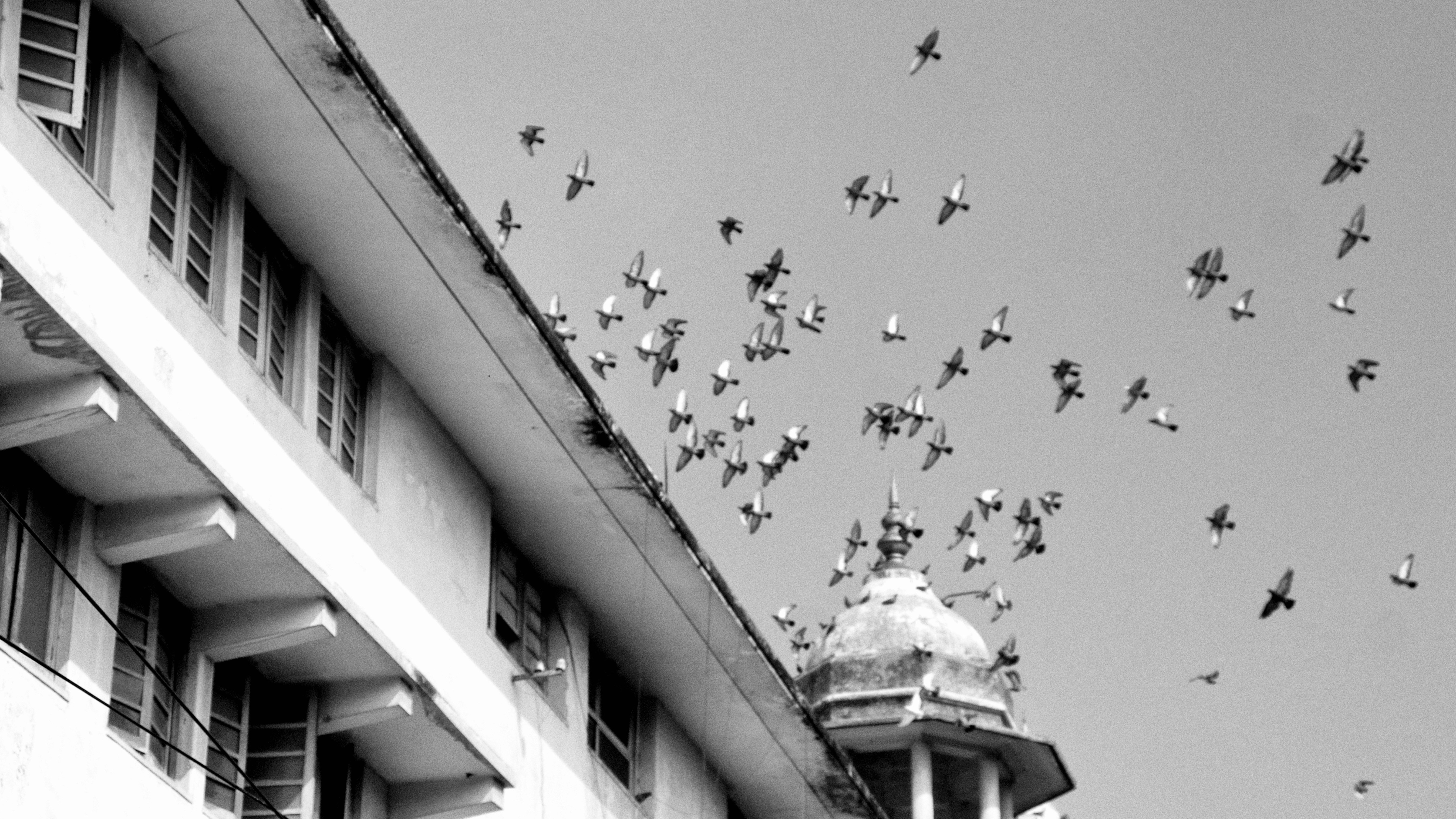Aerial Chorus over Modern Facade