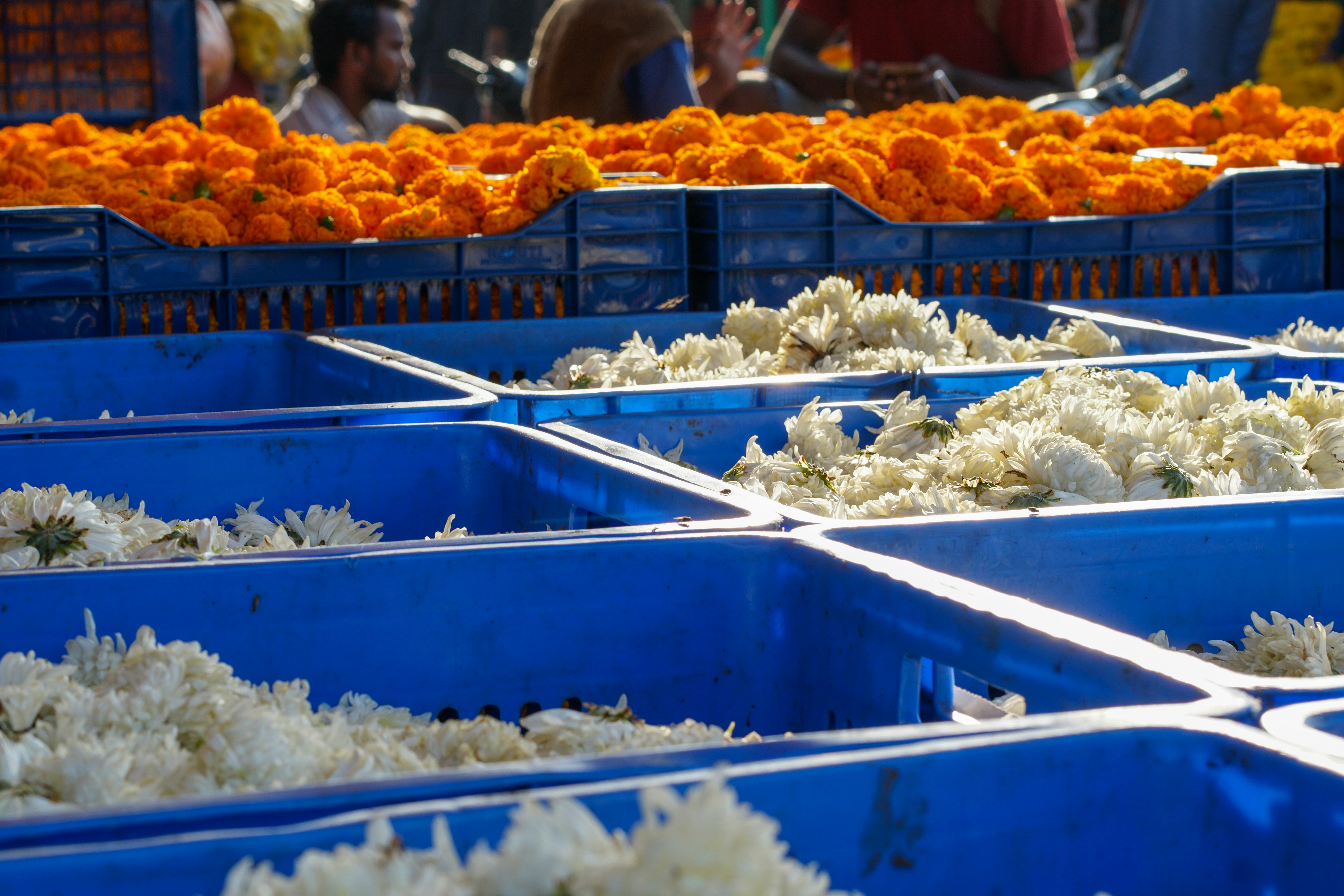 Crimson Marigolds and White Blossoms in a Colorful Market Row