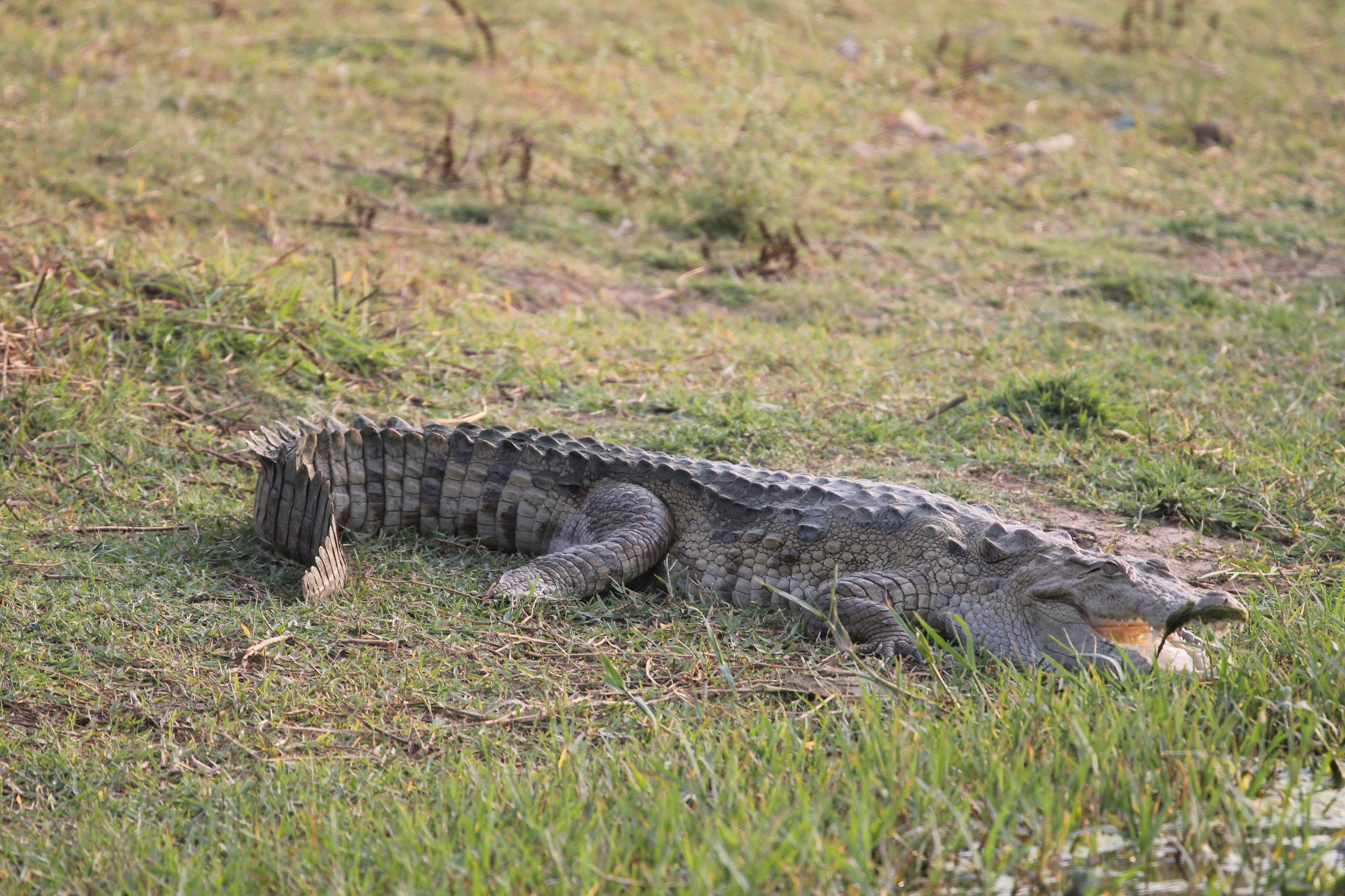 Low-Crawl in the Grass: A Crocodile Resting Under Sparse Light
