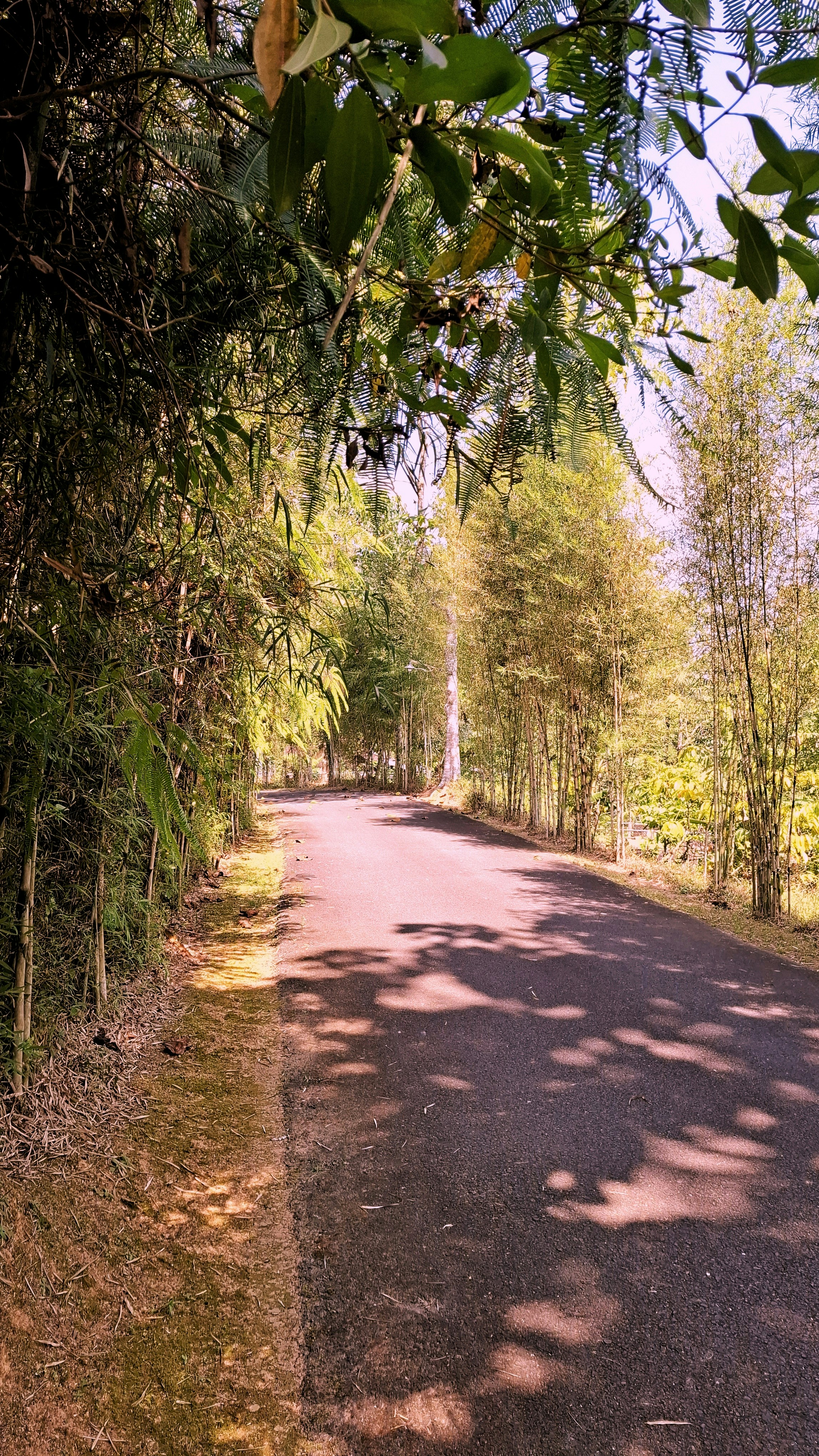 Path Through Dappled Light