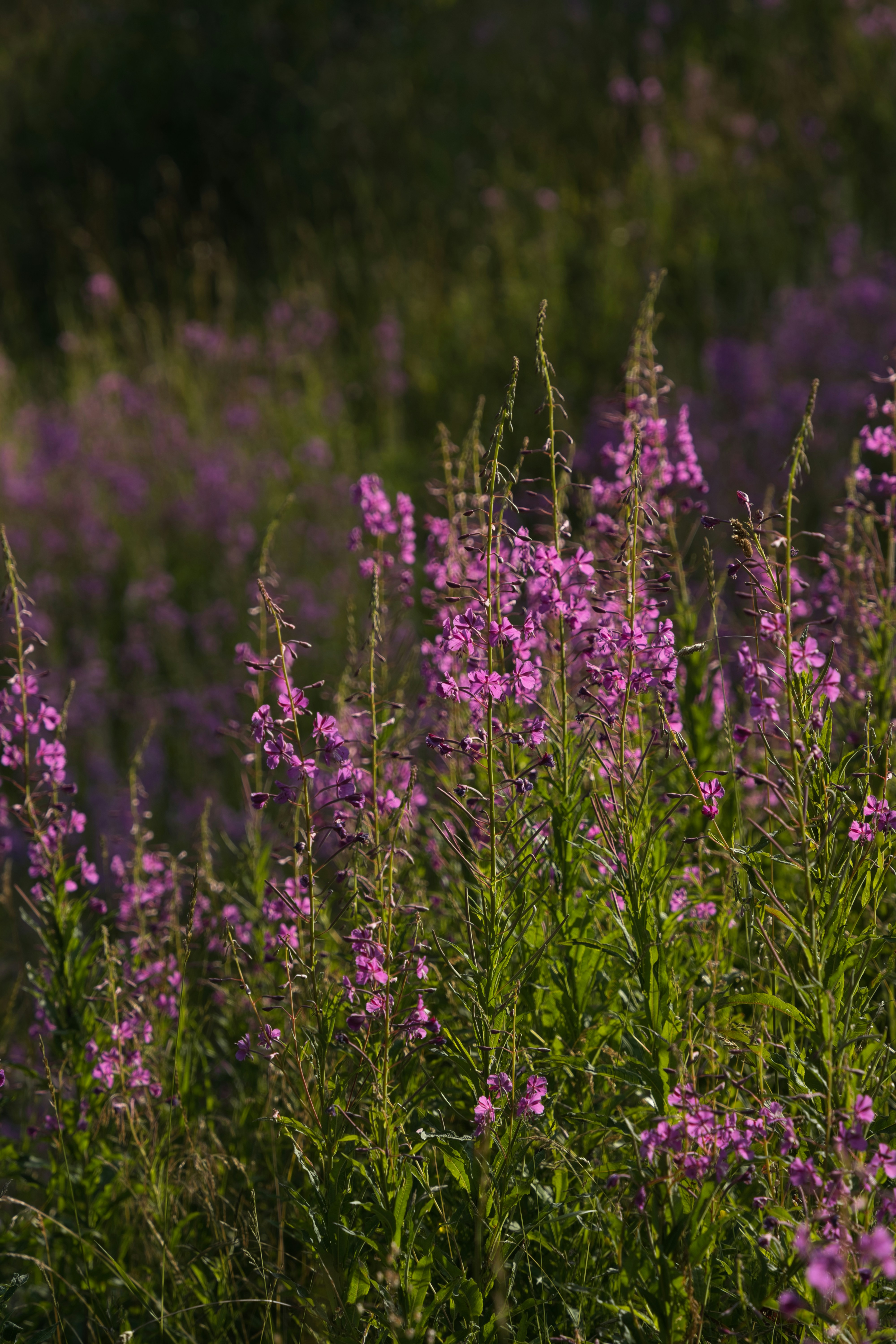 Violet Wildflowers in Soft Evening Light
