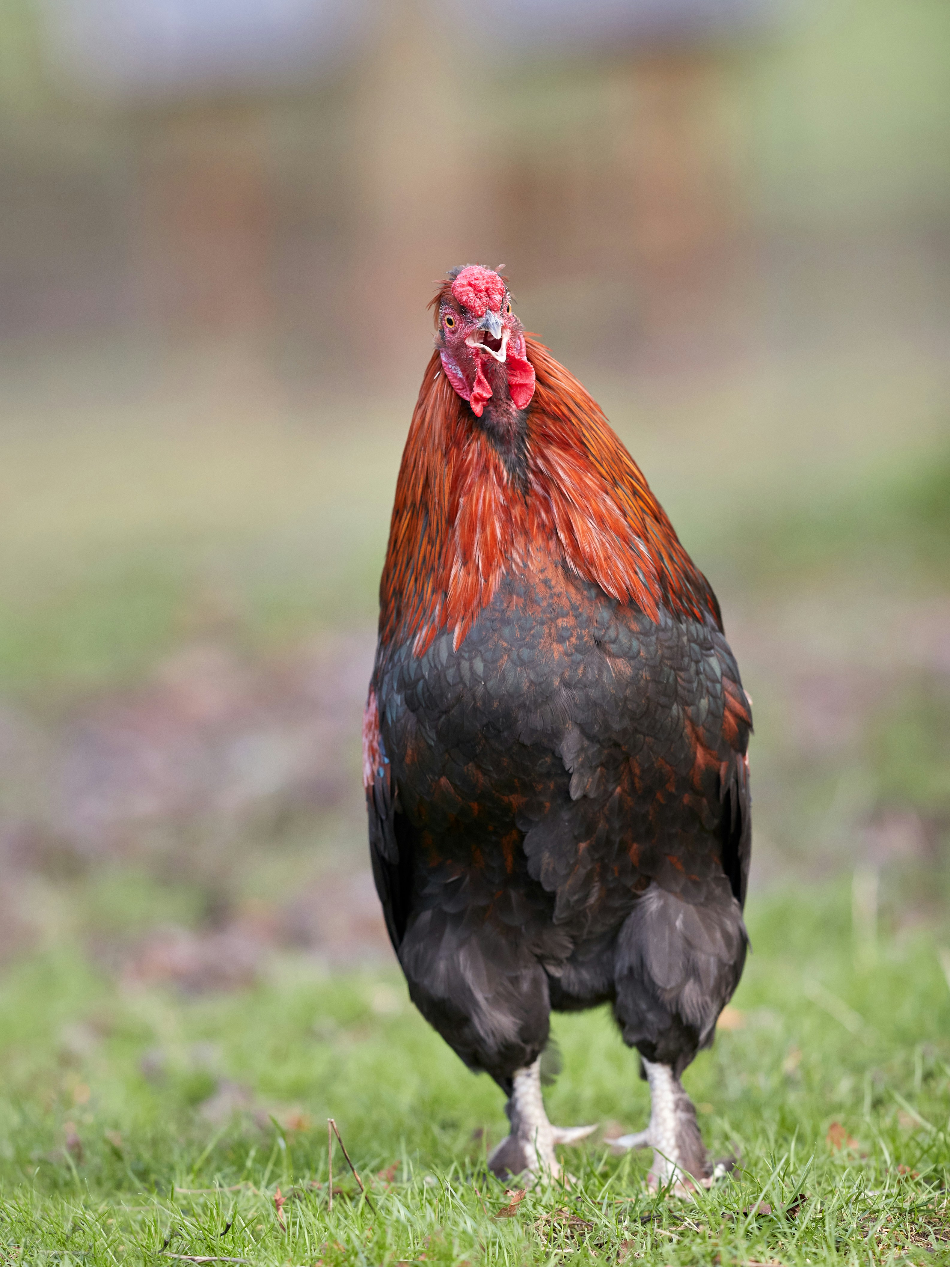 Close-up of a red-feathered rooster standing in a grassy yard with a blurred background, highlighting its plumage and stance. This is a naturalistic photography capture.