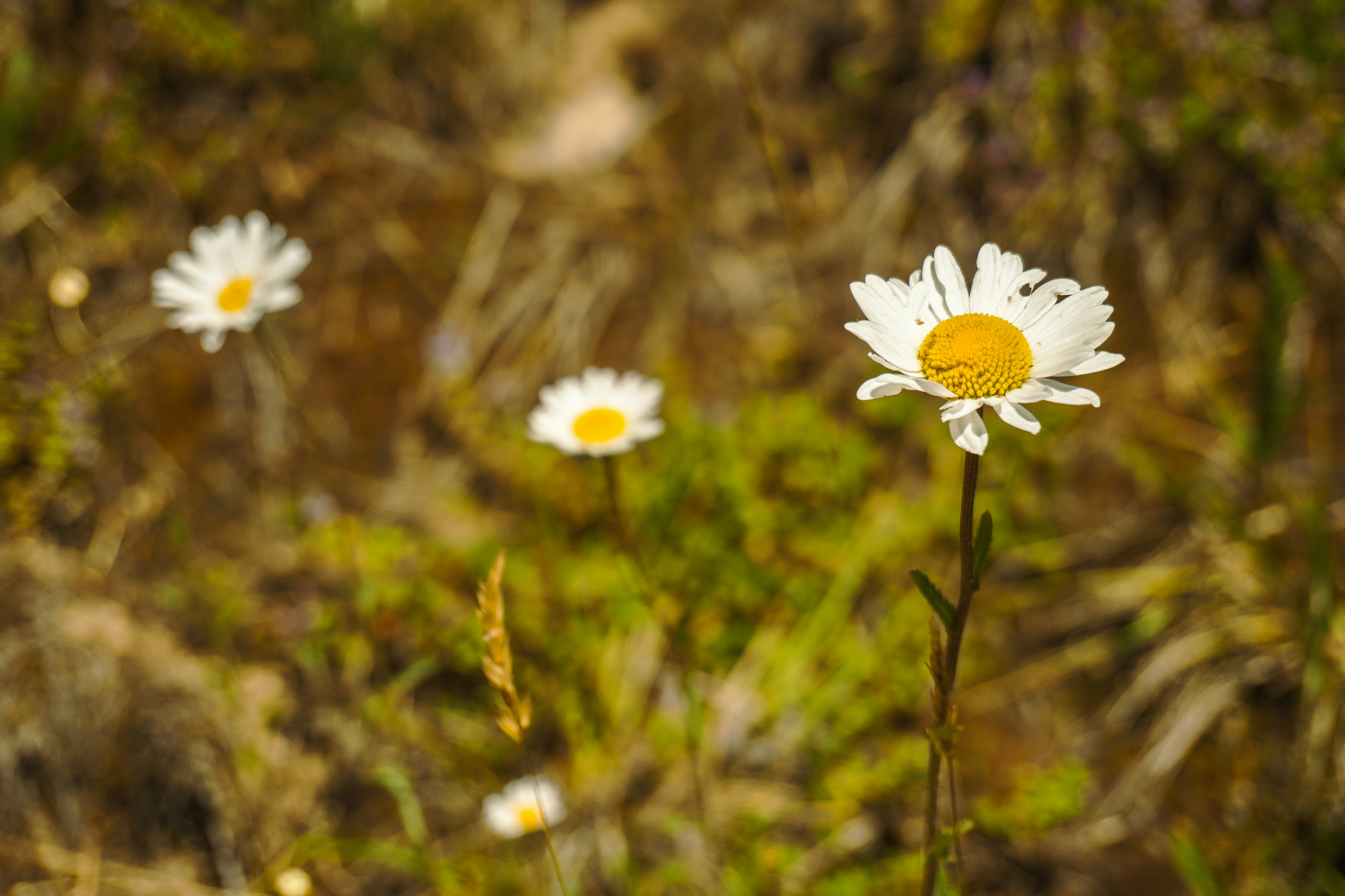 Three Daisies in a Sunlit Field