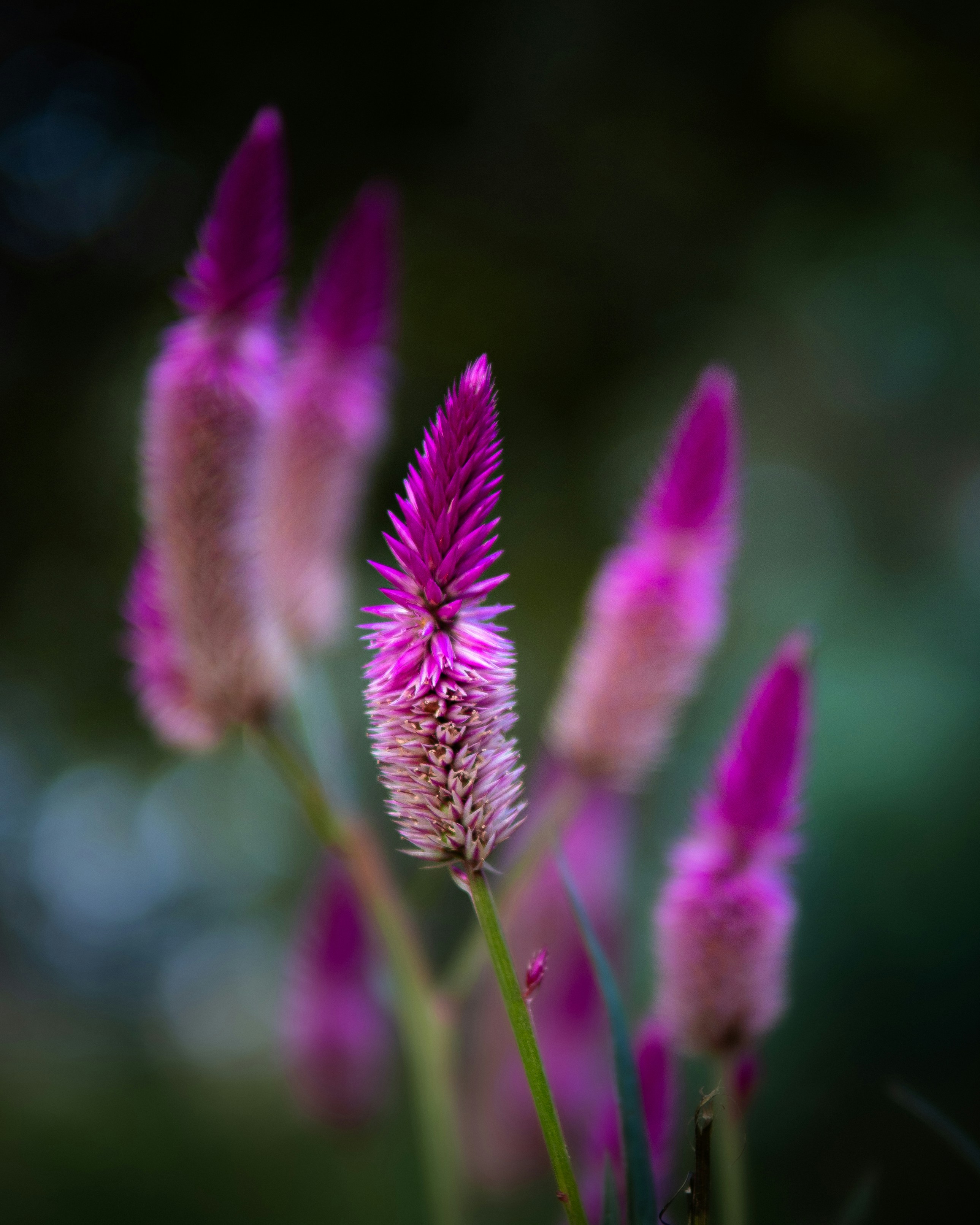 Crimson Crowns: Centered Spike of Pink Veronica Against Velvet Green