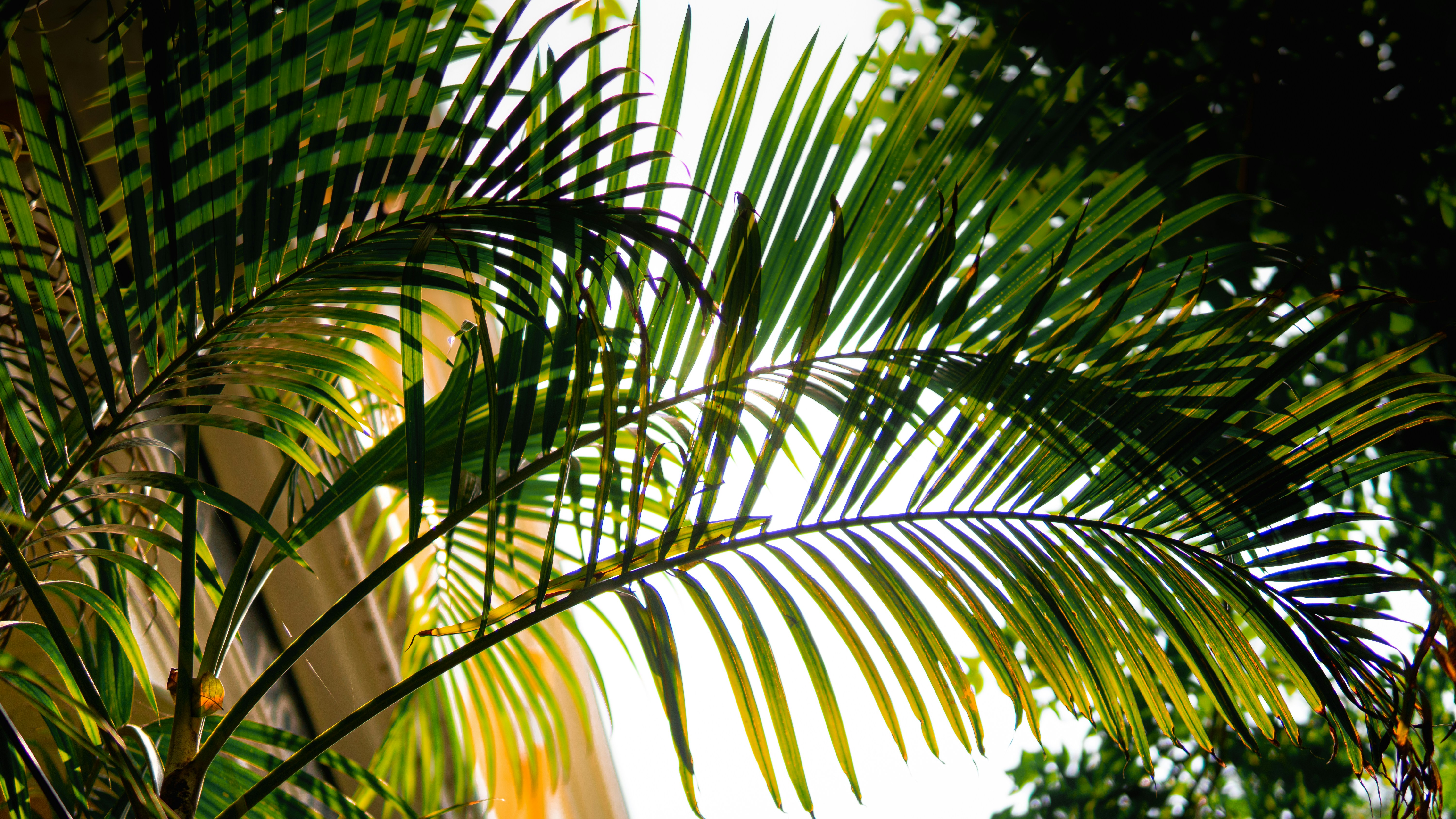 Sunlit Palm Overhang in a Lush Terrace