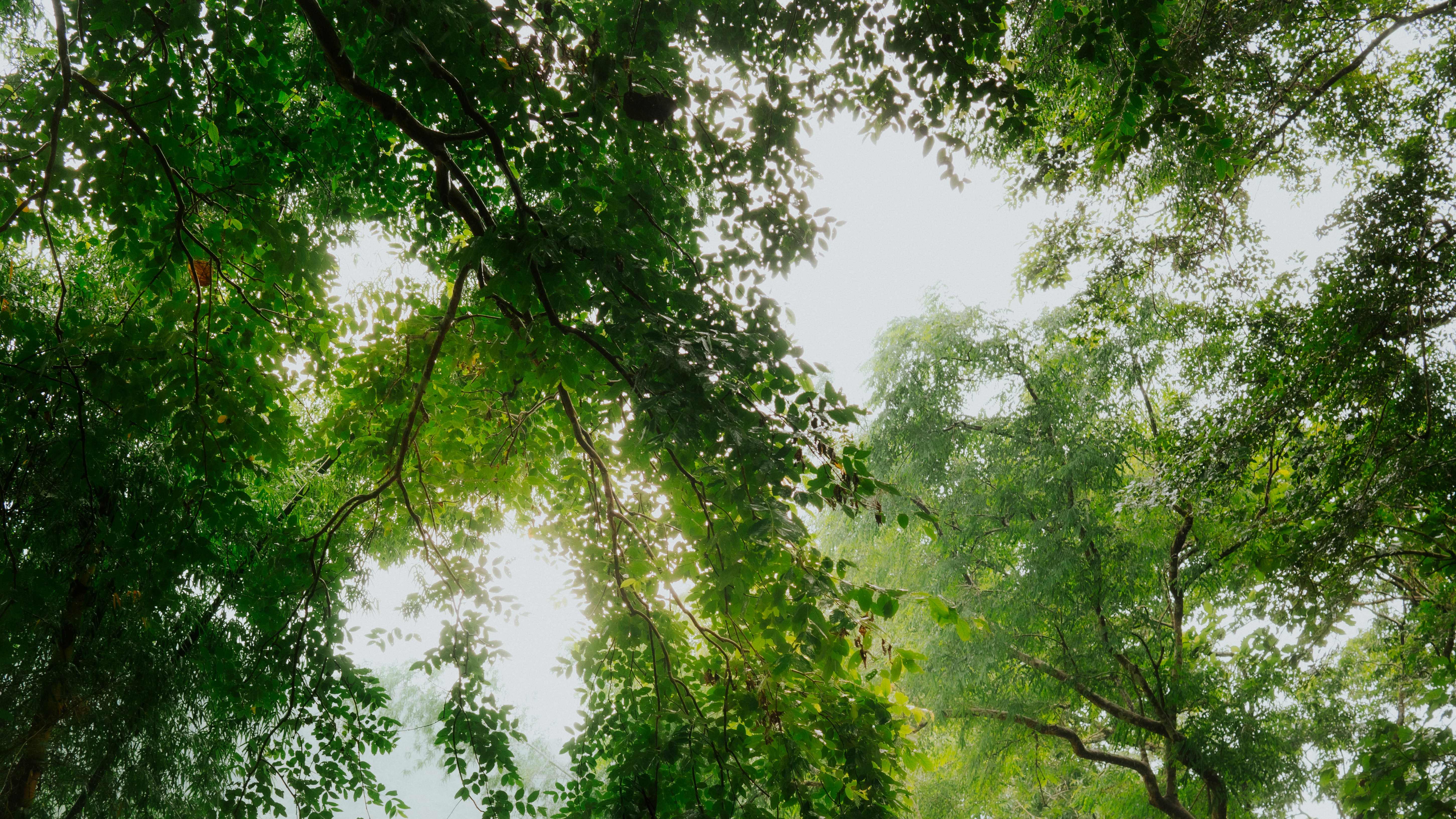 Sunlit Canopy Through a Verdant Roof