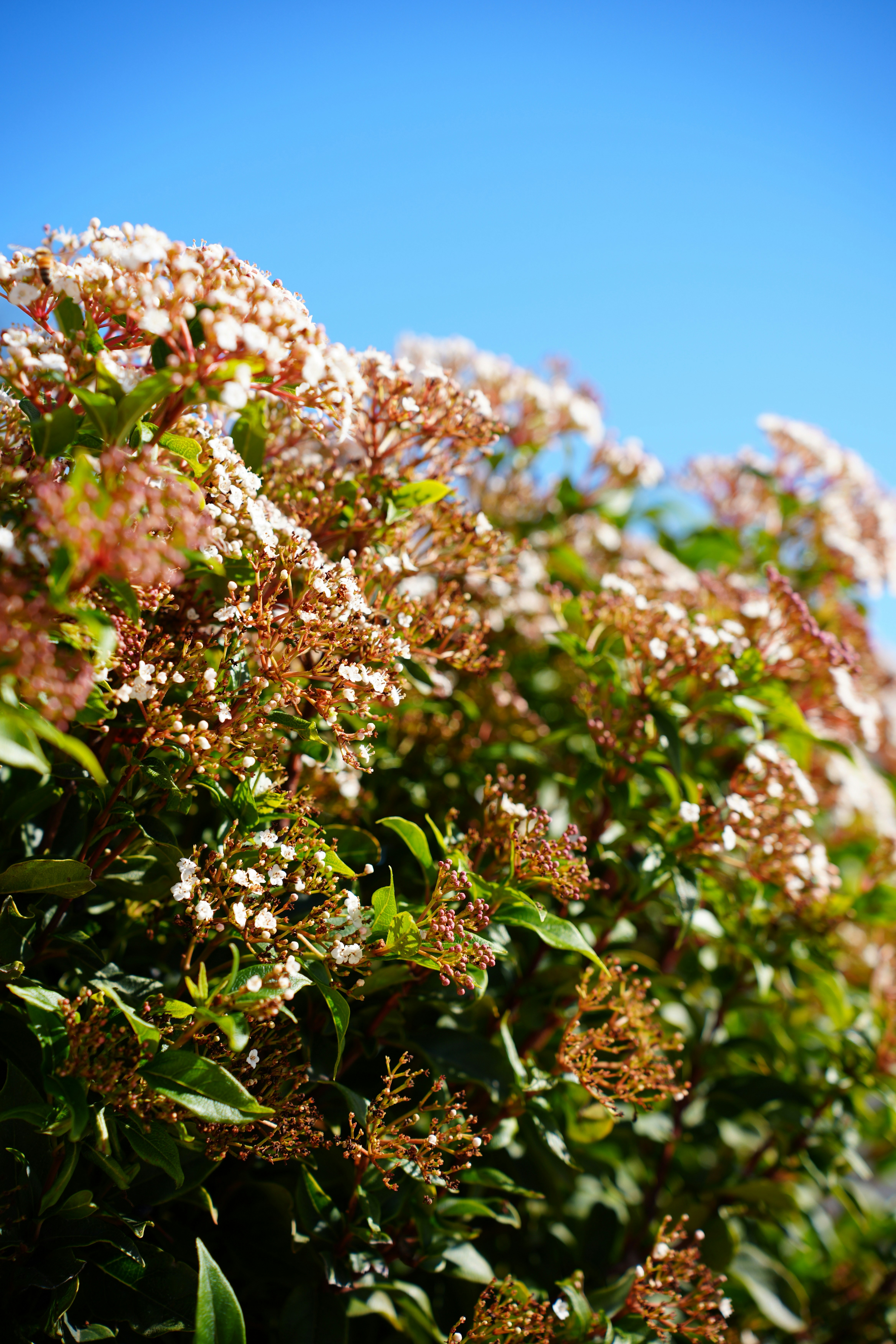 Colorful hydrangea blossoms fill the foreground with a vibrant blue sky behind, capturing a close-up of clustered flowers and glossy leaves.
