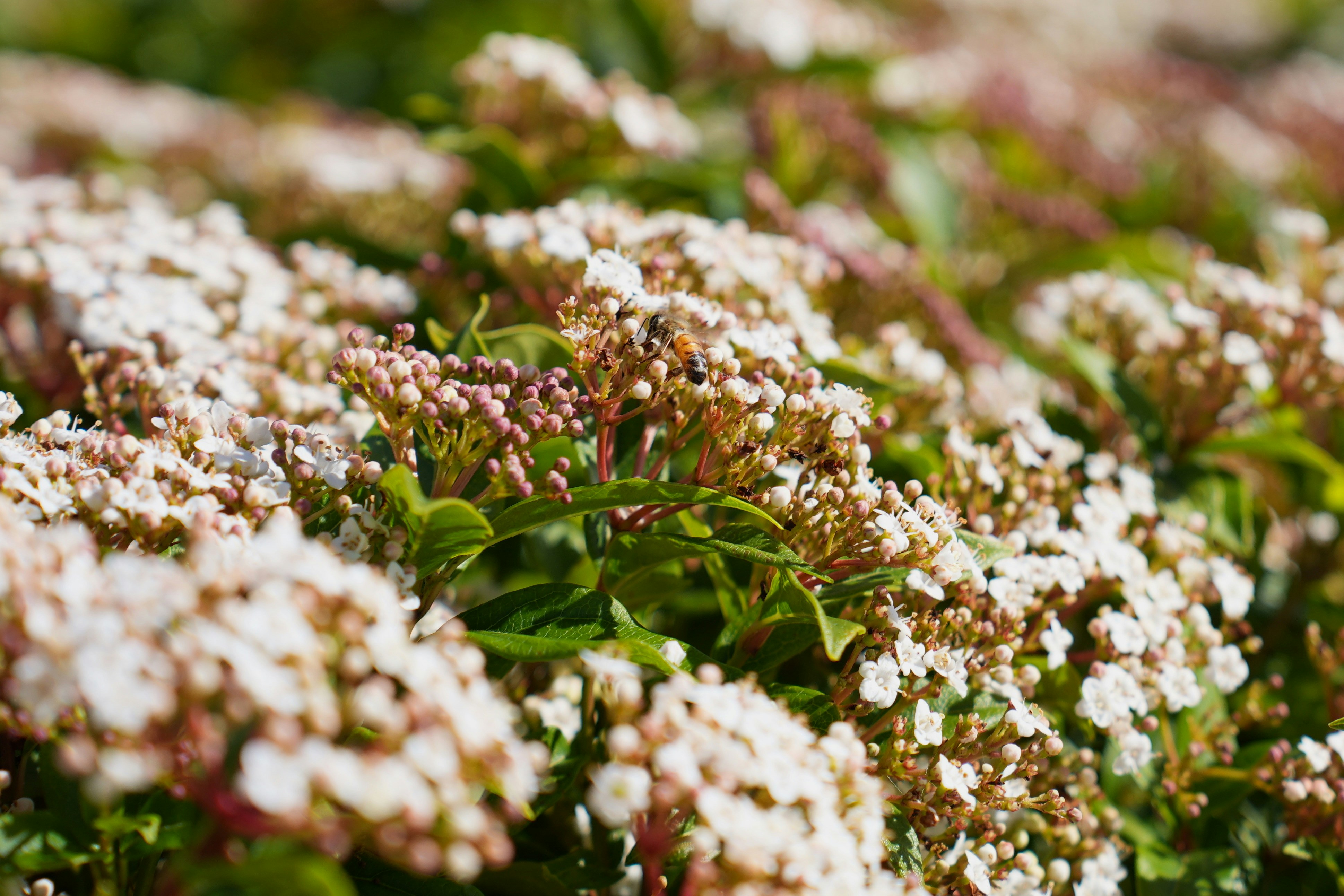 Clustered white blossoms blanket a sunny shrub, with lush green leaves providing contrast in a natural garden scene.