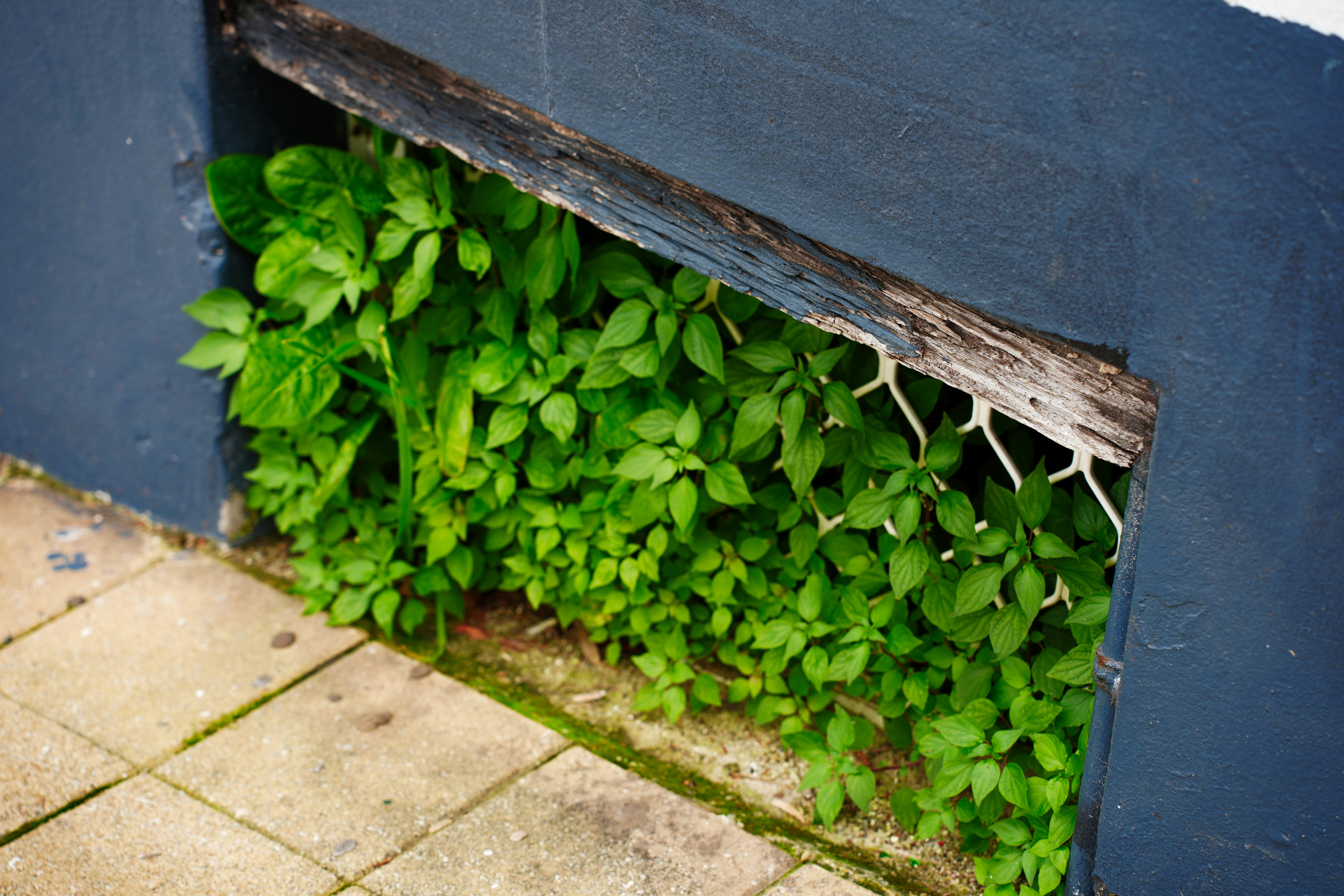 Green Vines at the Base of a Weathered Blue Plinth