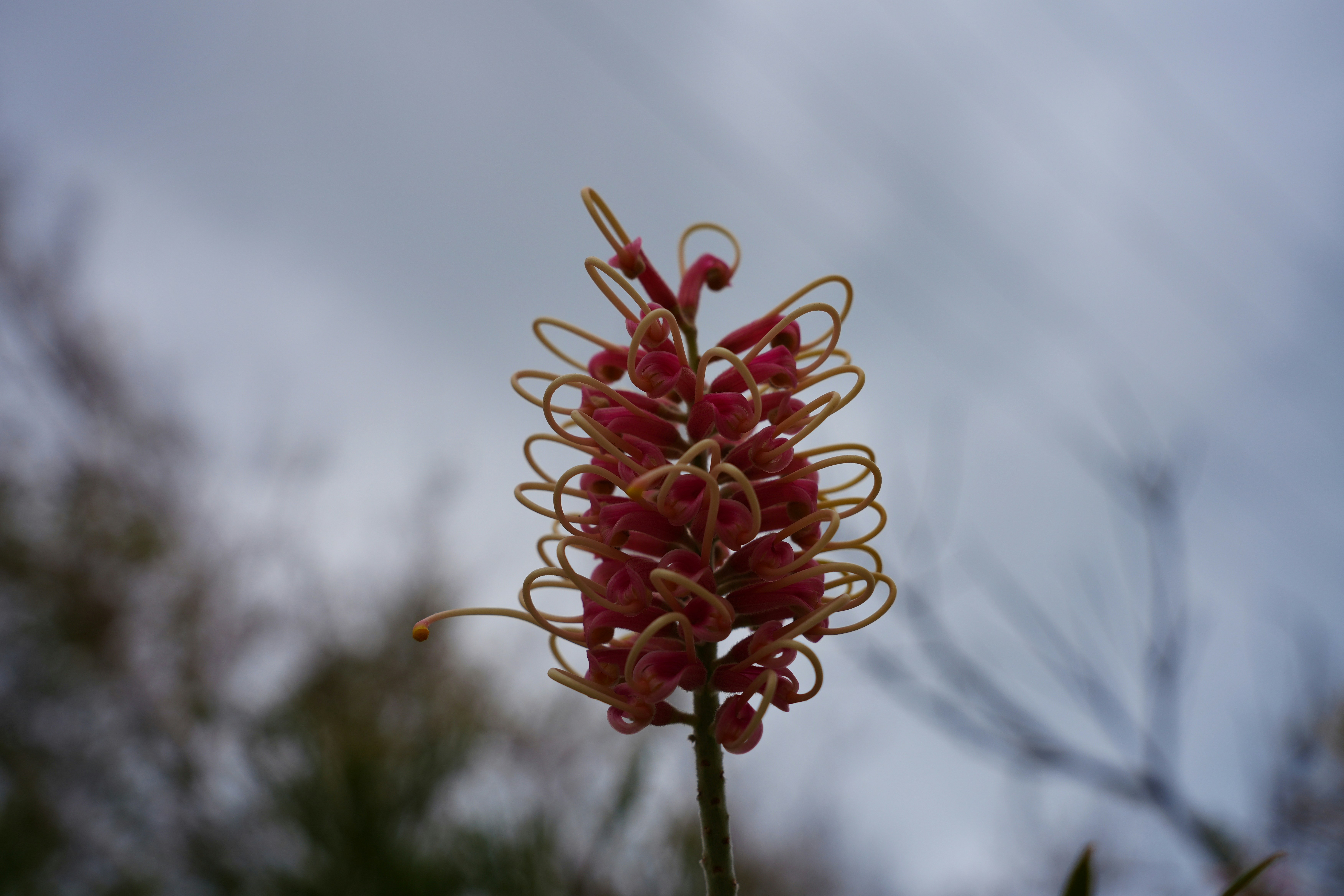 Crimson Helix: A Close-Up of a Lone Floral Spiral Against a Soft Sky