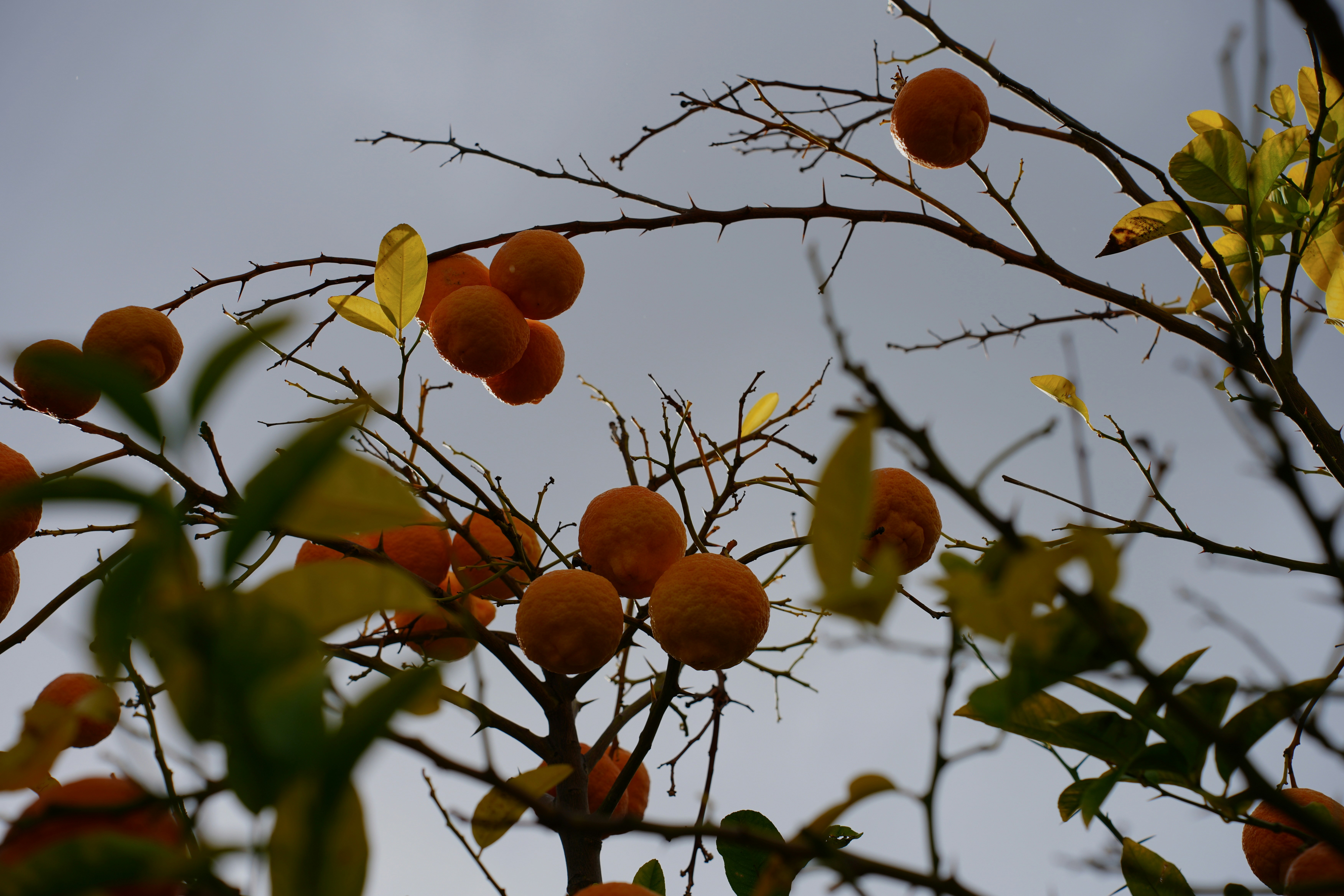Orchard Seed: Orange Clusters Against a Sparse Sky