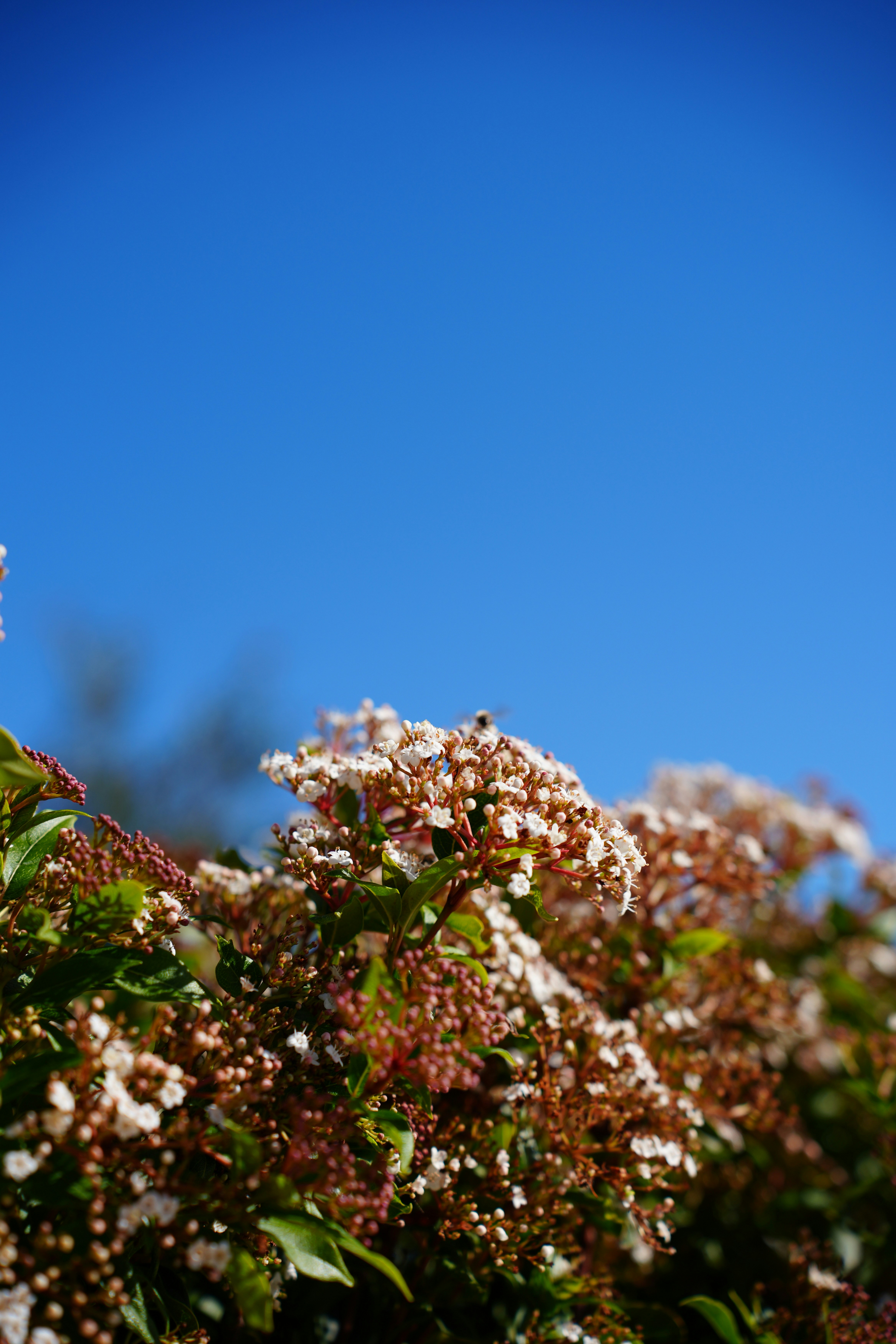 Blossoms at the Edge of a Clear Blue Sky