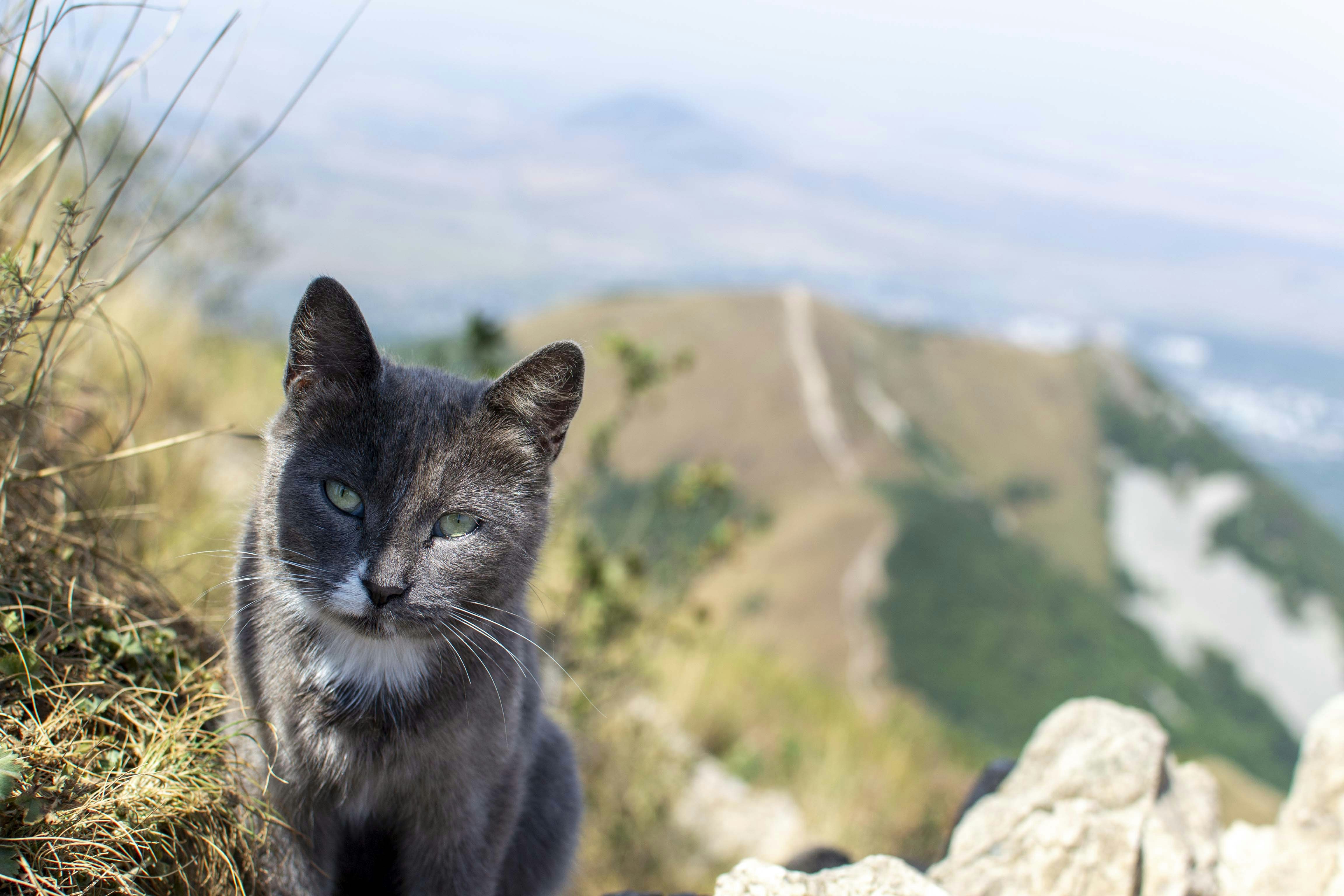 Lone Cat on a Mountain Slope: Quiet Gaze with Alpine Backdrop