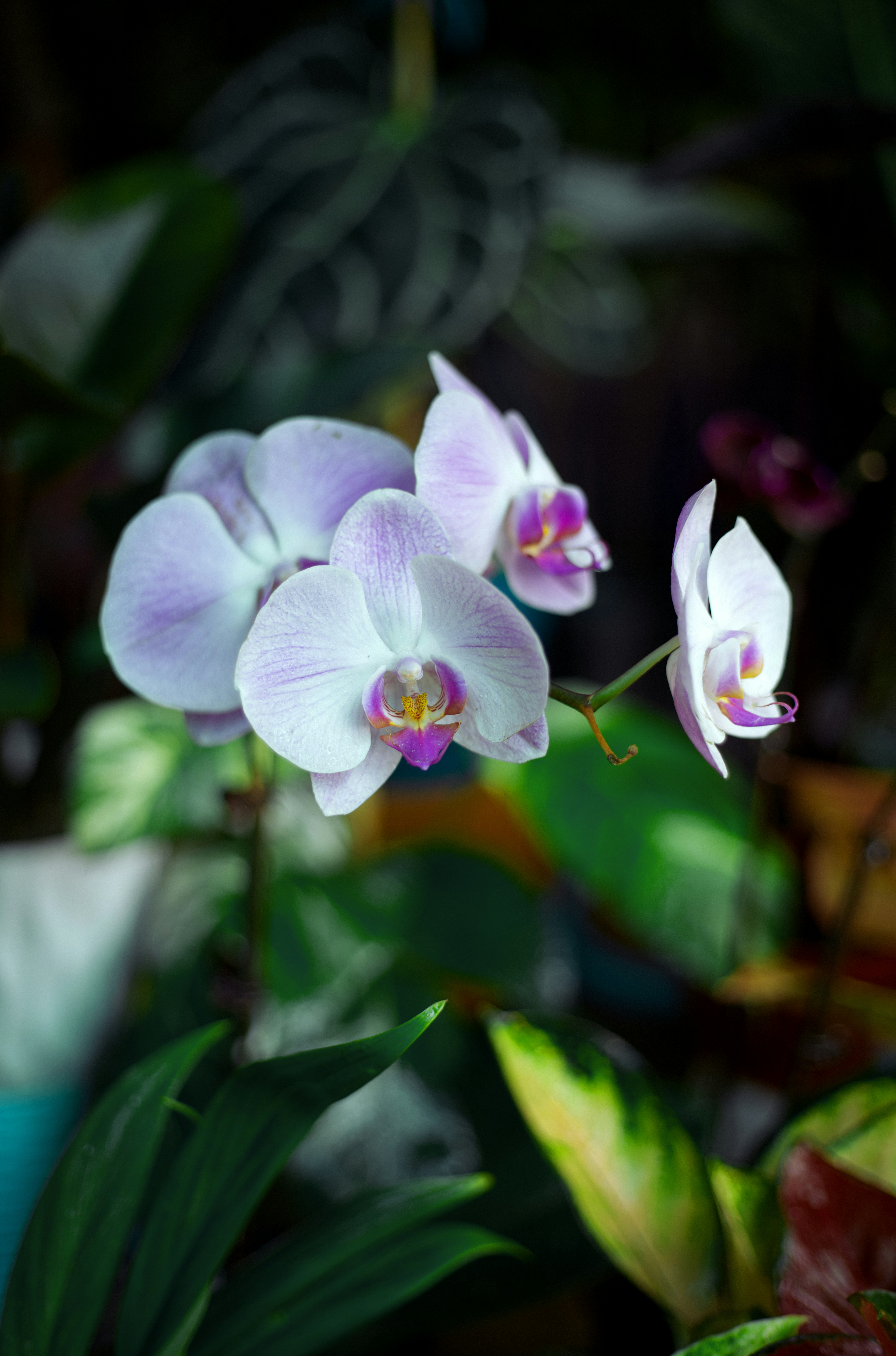 White Phalaenopsis Bloom with Lavender Hue Framed by Deep Greens