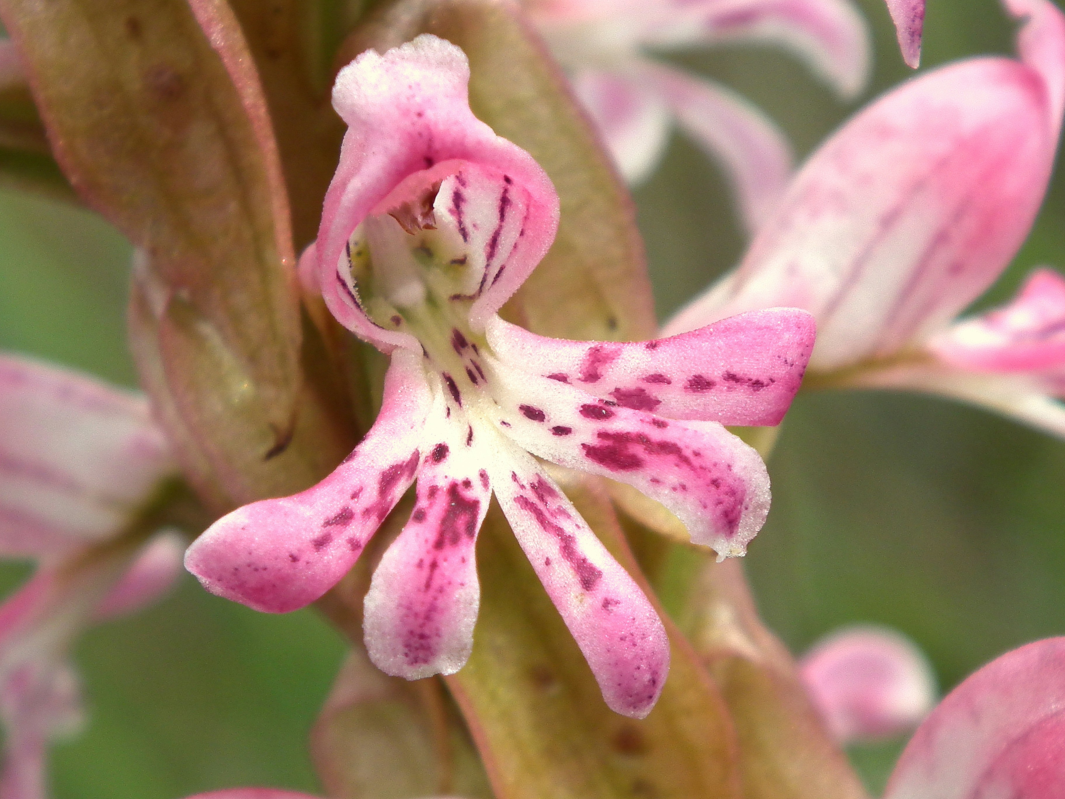 Pink Starflower Unfolding: A Close-Up of Delicate Petals